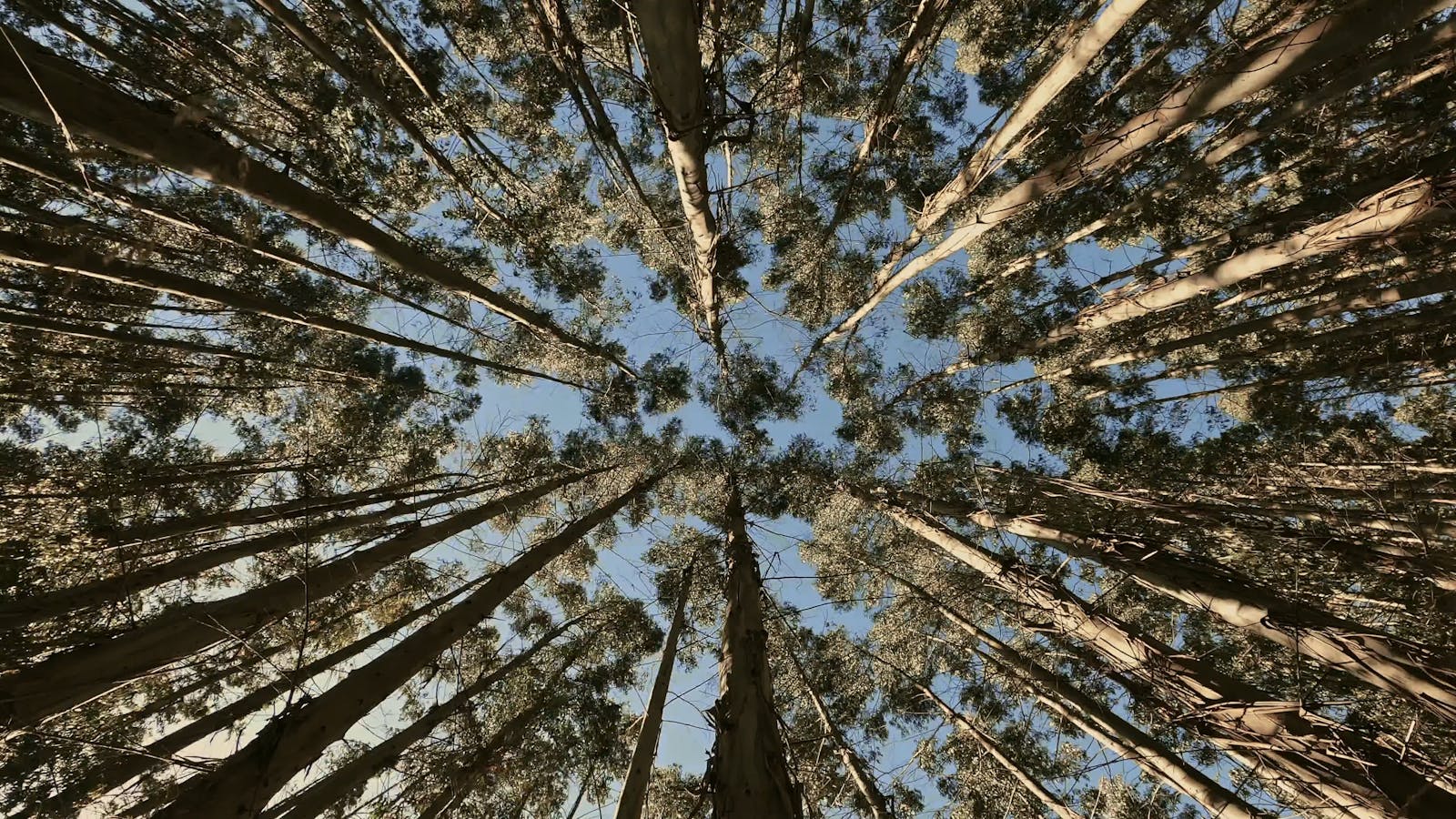 Windy Forest Videos, Download The BEST Free 4k Stock Video Footage ...