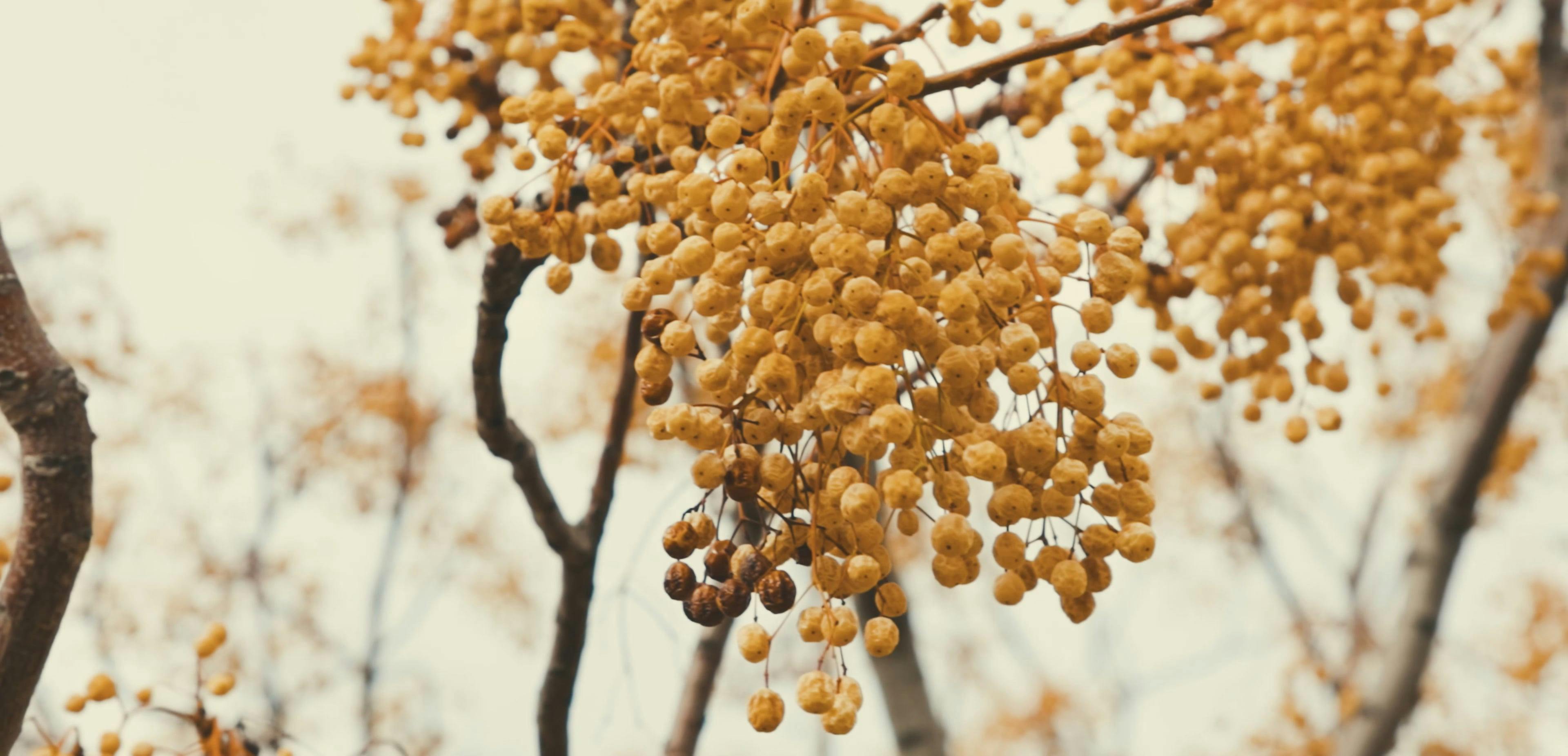 Yellow Tree Seeds Hanging on Branches · Free Stock Video