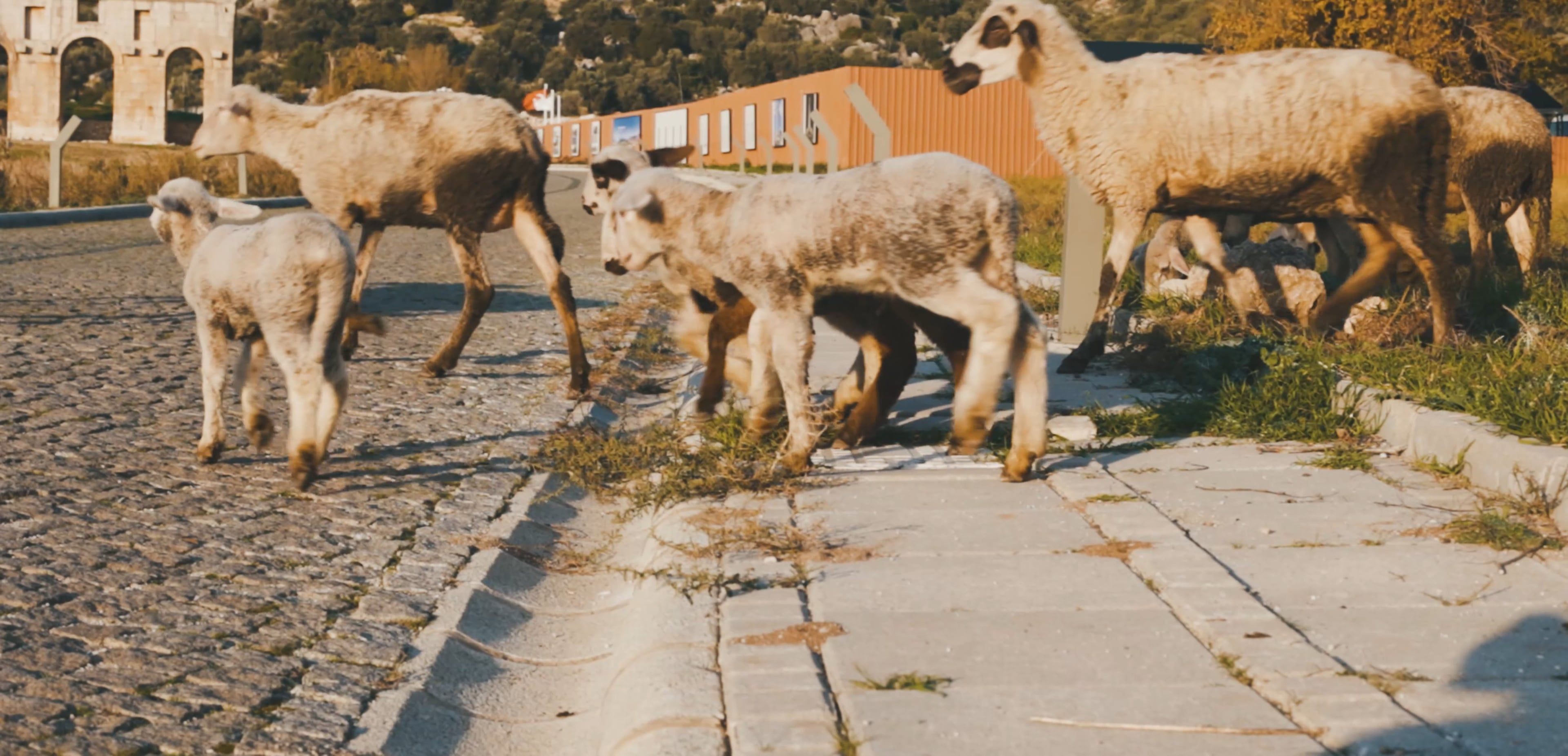 Animals Crossing the Street Free Stock Video Footage, Royalty-Free 4K ...