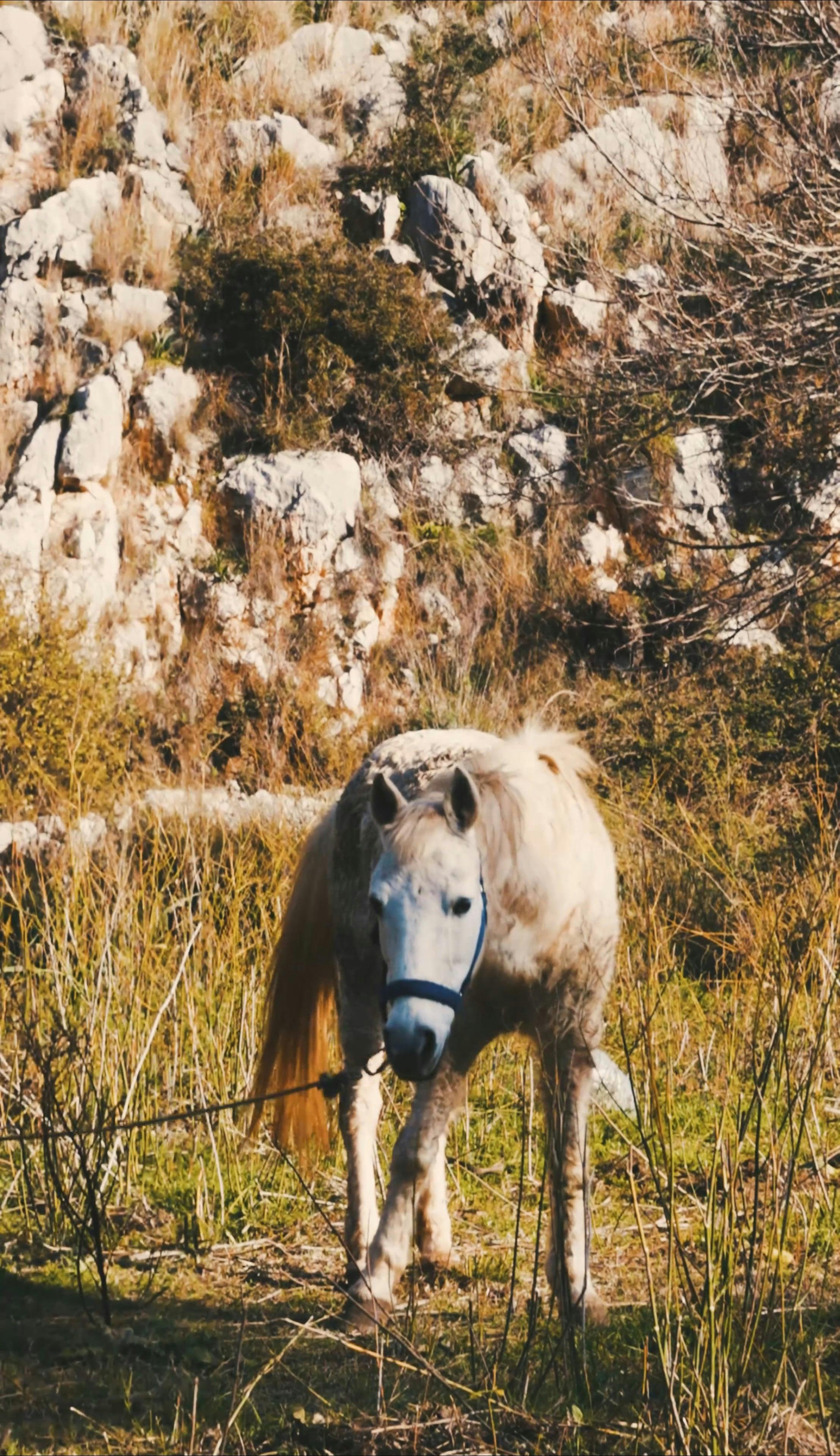 Horse Branch Videos, Download The BEST Free 4k Stock Video Footage ...