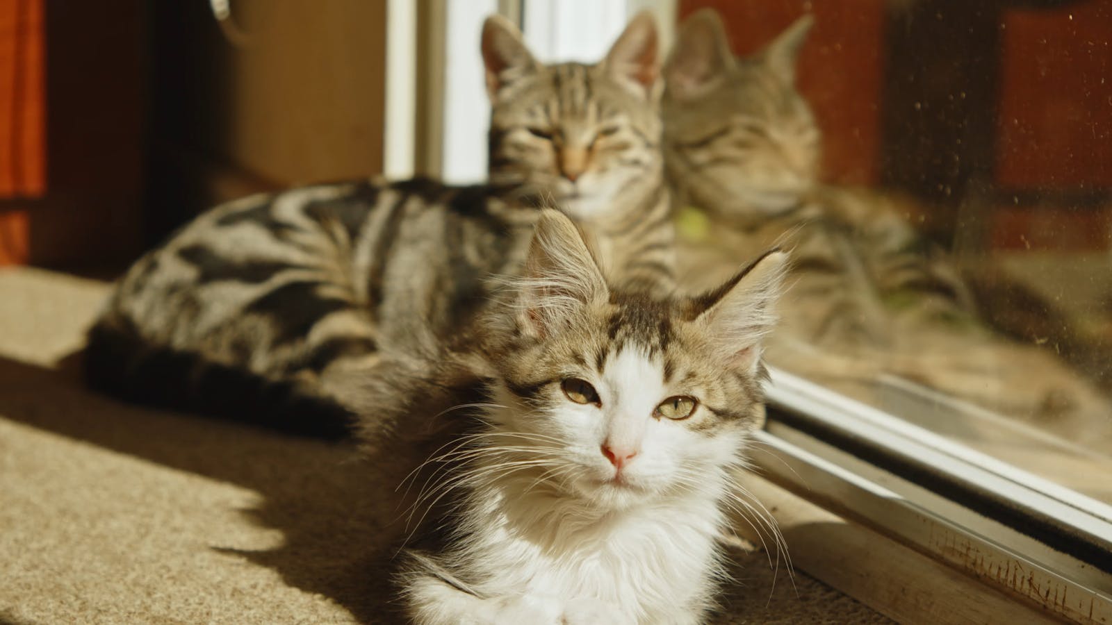 Cat Meow Videos, Download The BEST Free 4k Stock Video Footage & Cat ...