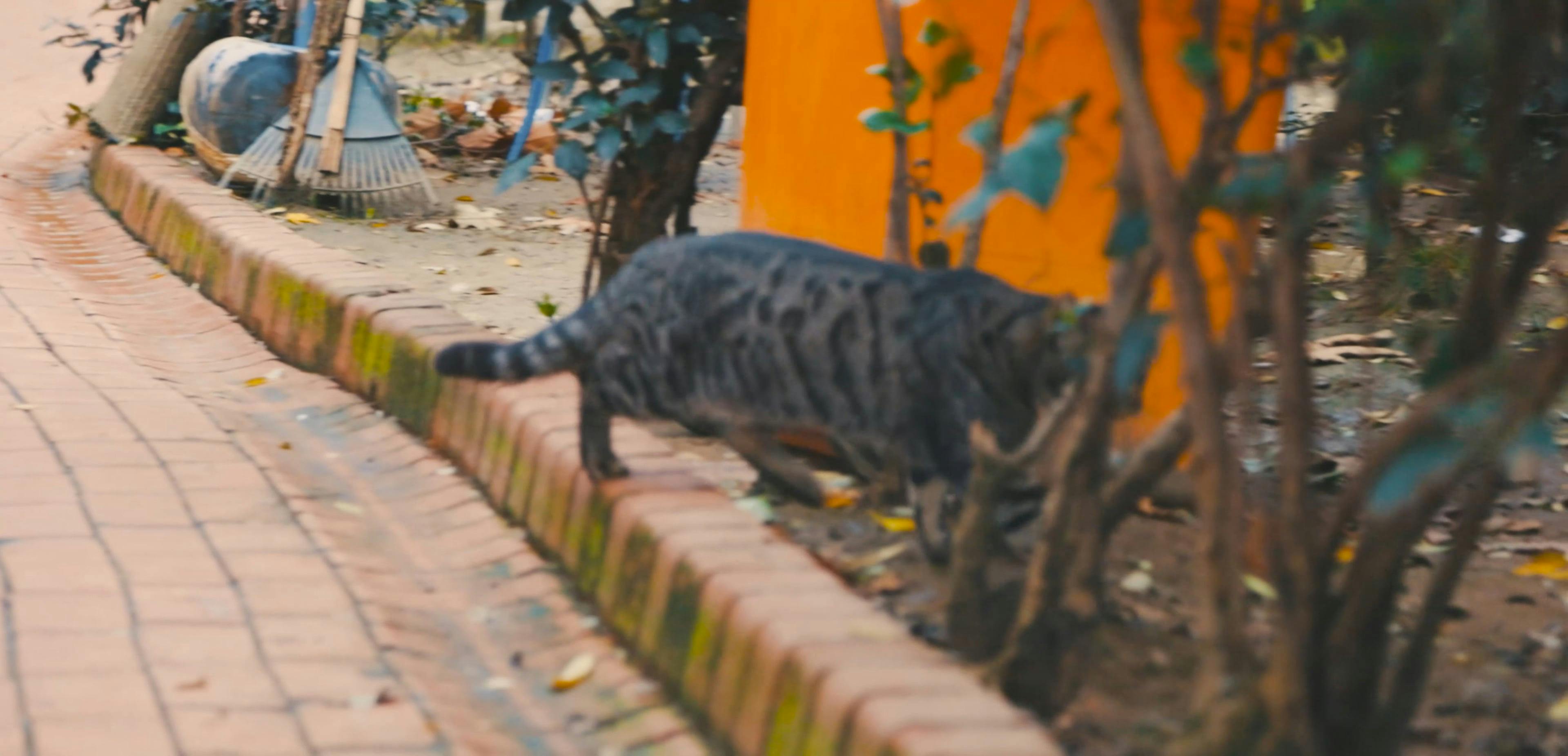 Cat Walking Through Shrubs Free Stock Video Footage, Royalty-Free 4K ...