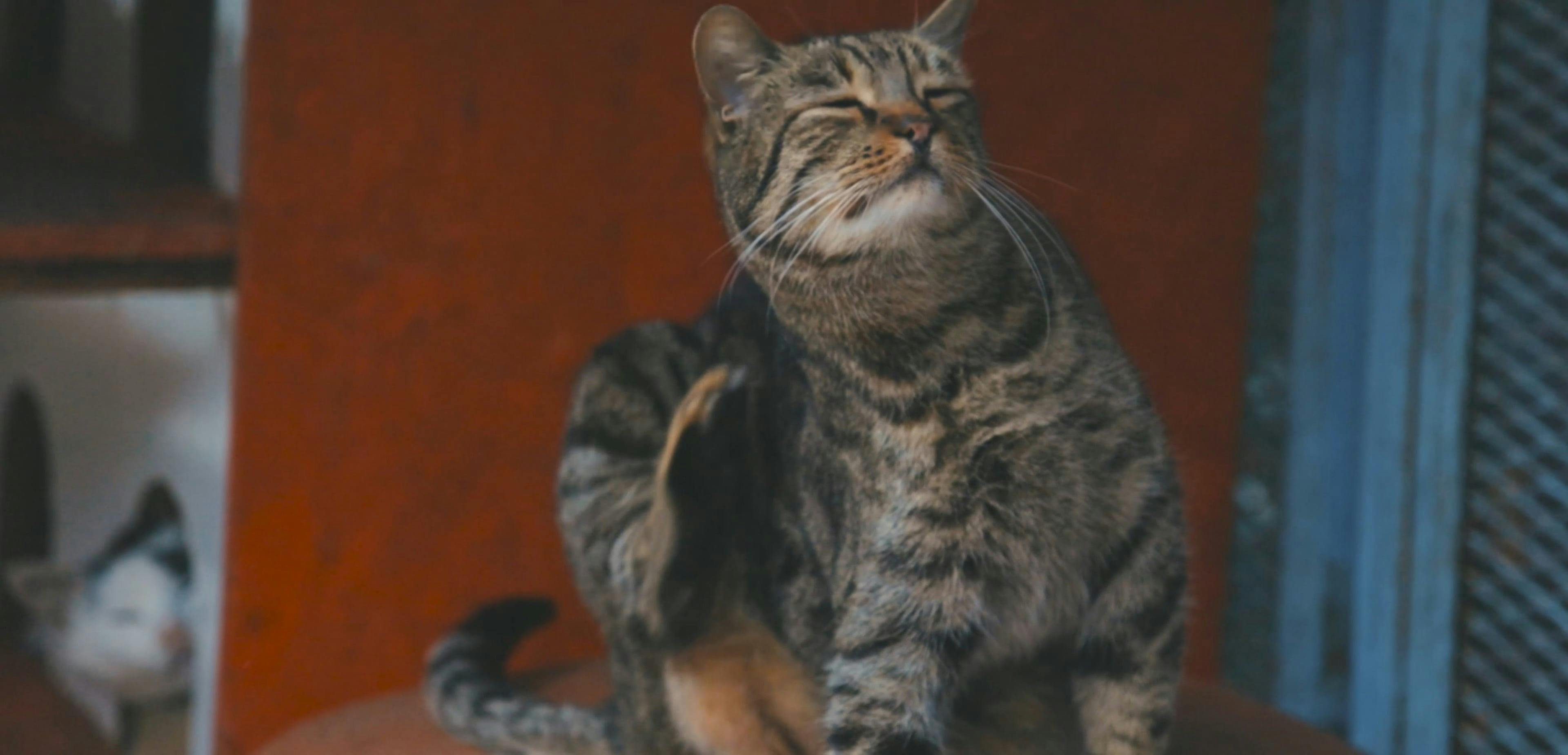 Cat Scratching its Back Free Stock Video Footage, Royalty-Free 4K & HD ...