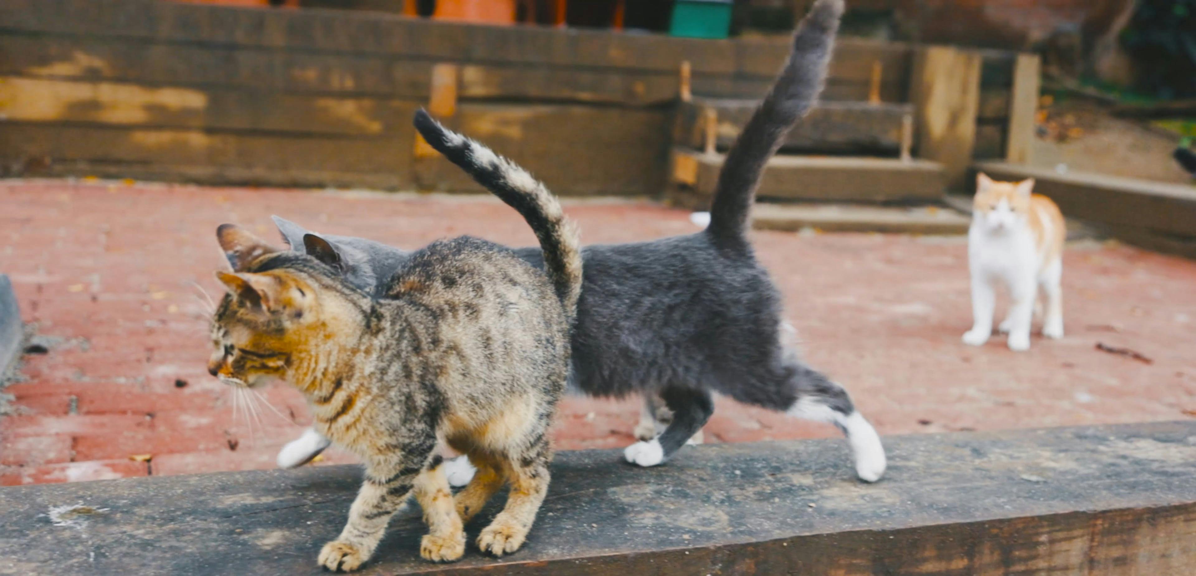 Group Cat Videos, Download The BEST Free 4k Stock Video Footage & Group ...