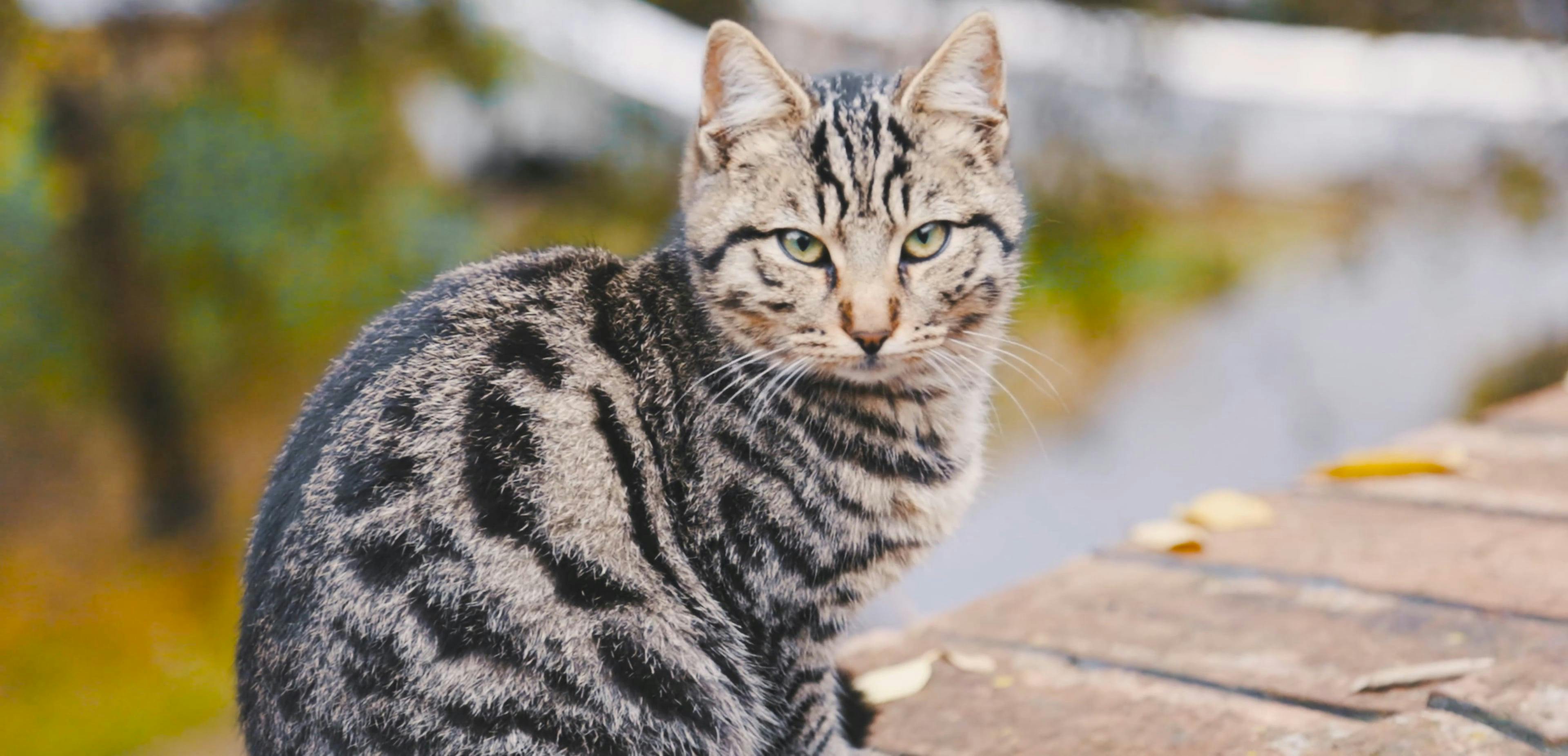 Cat Digging The Soil · Free Stock Video
