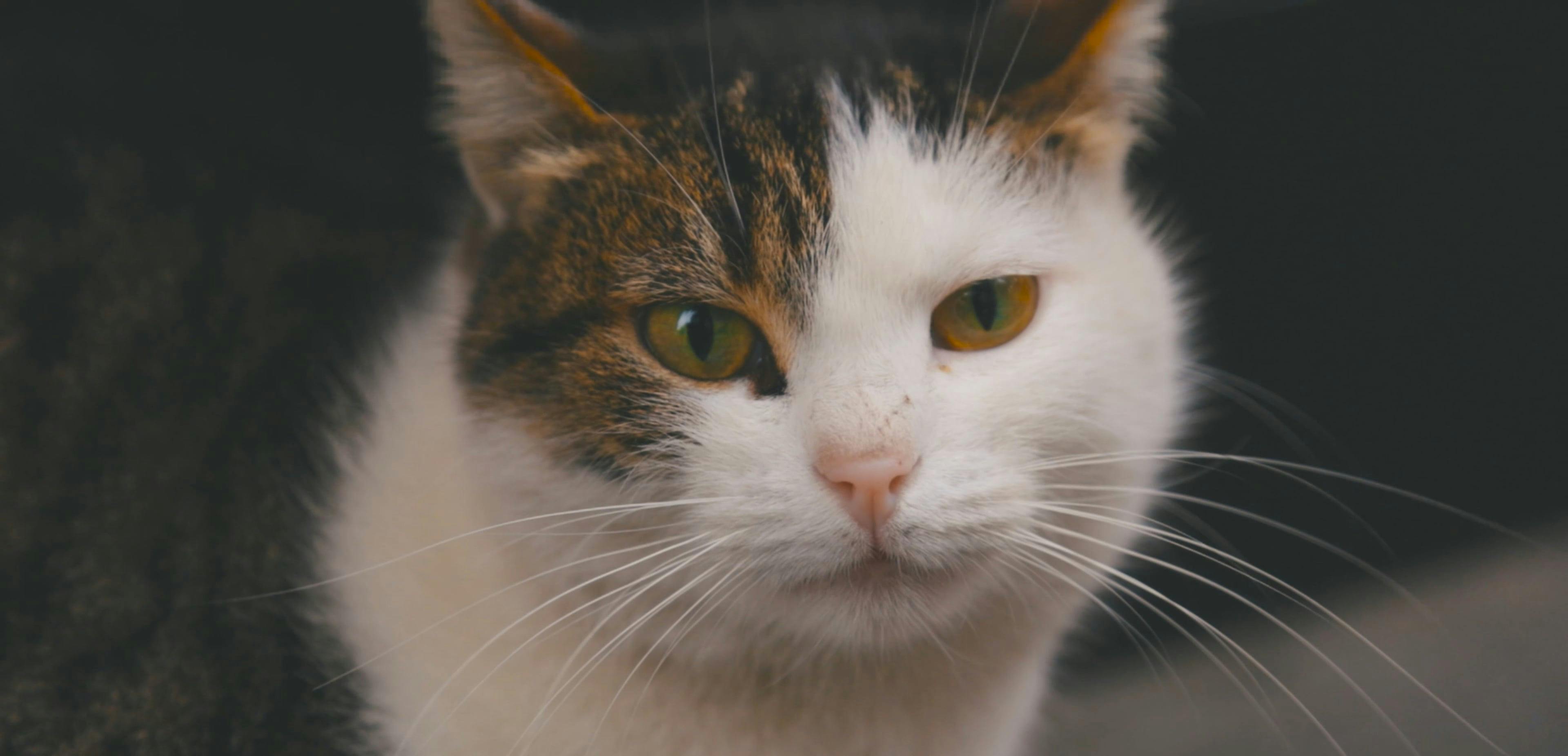 Meow Portrait Videos, Download The BEST Free 4k Stock Video Footage ...