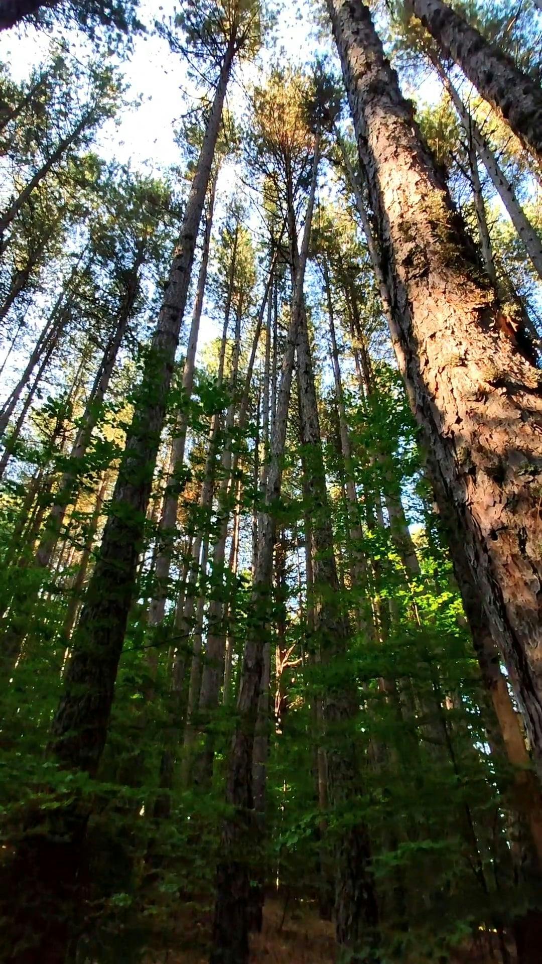 Towering Trees Videos, Download The BEST Free 4k Stock Video Footage ...