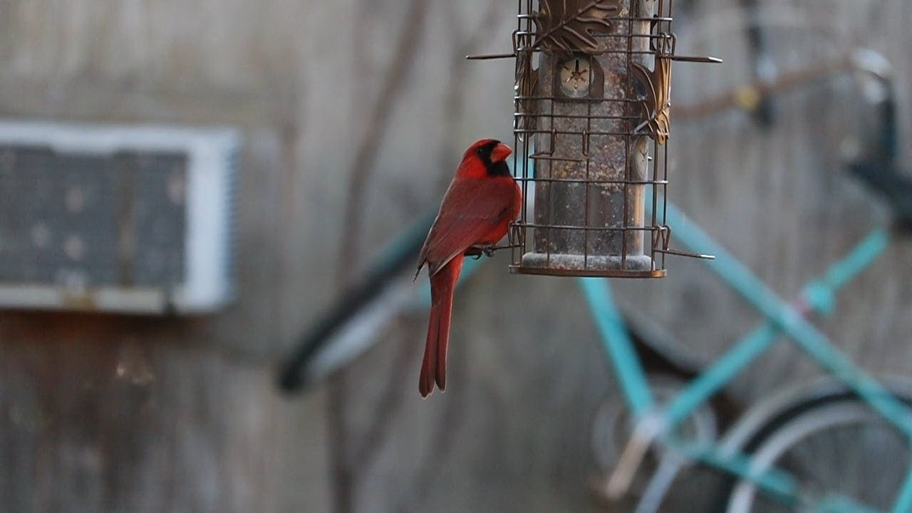 Curious Little Bird Looking at a Camera · Free Stock Video