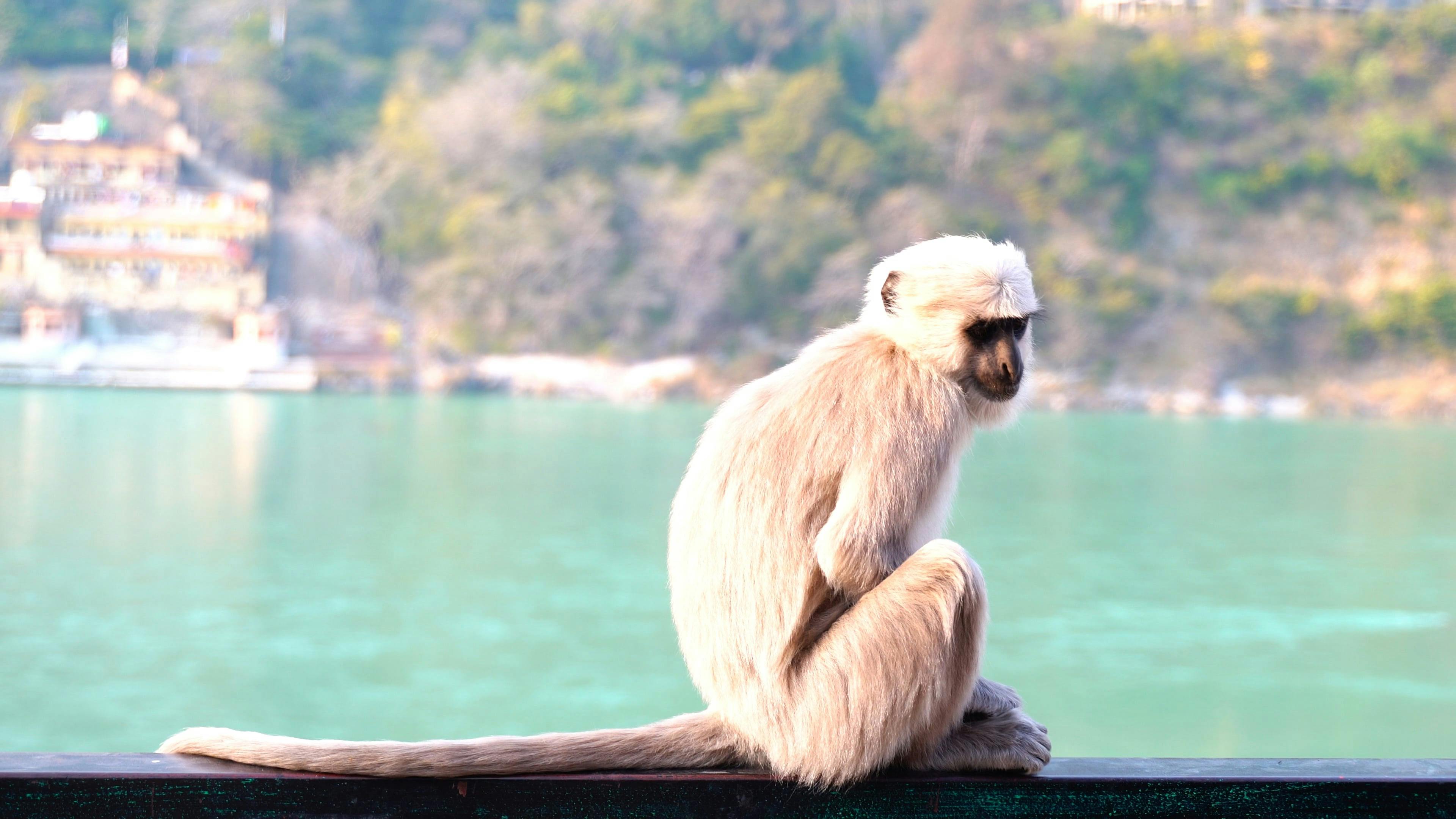 Monkey No Background Videos, Download The BEST Free 4k Stock Video ...