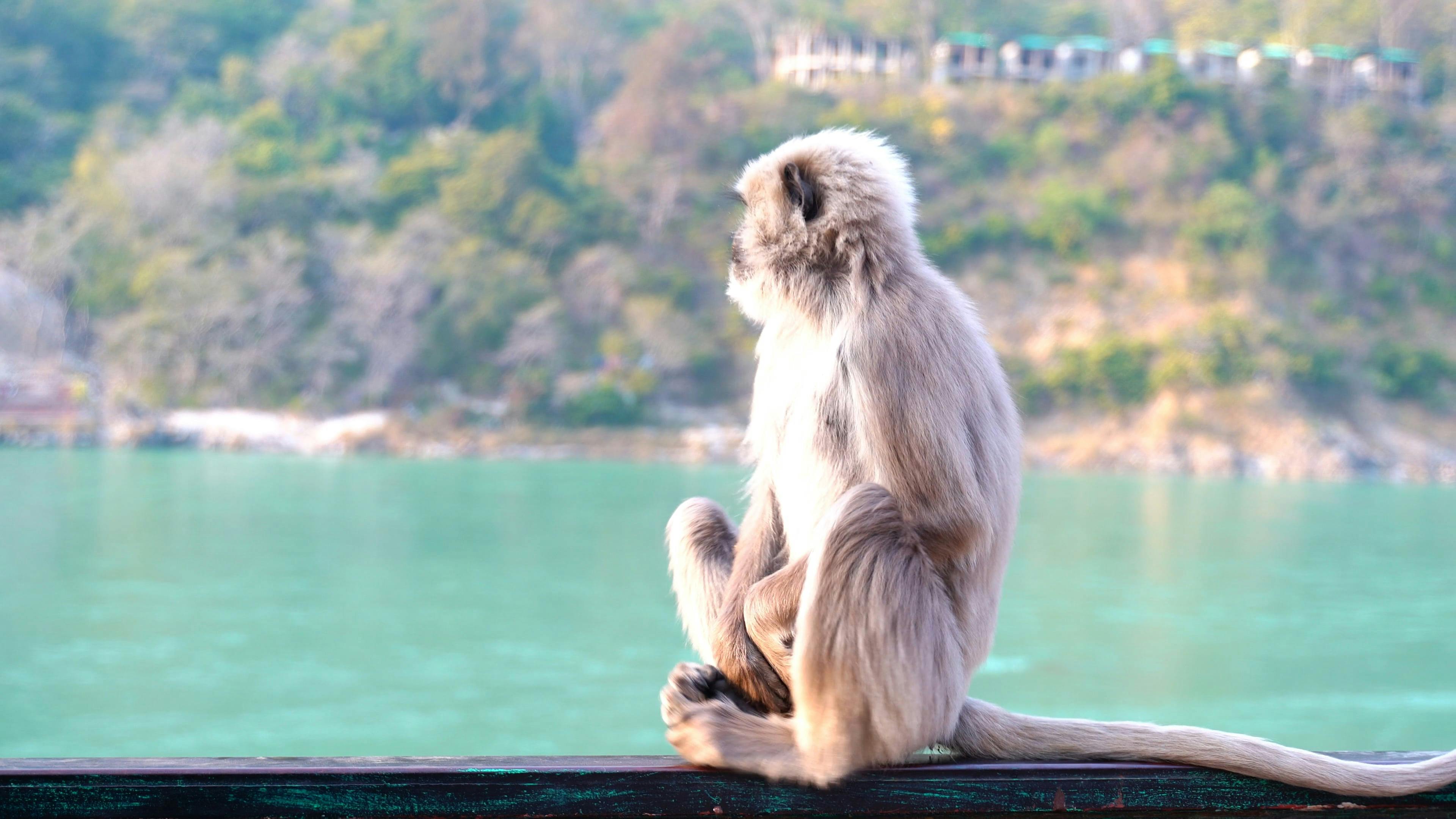 Monkey in the Nature Free Stock Video Footage, Royalty-Free 4K & HD ...