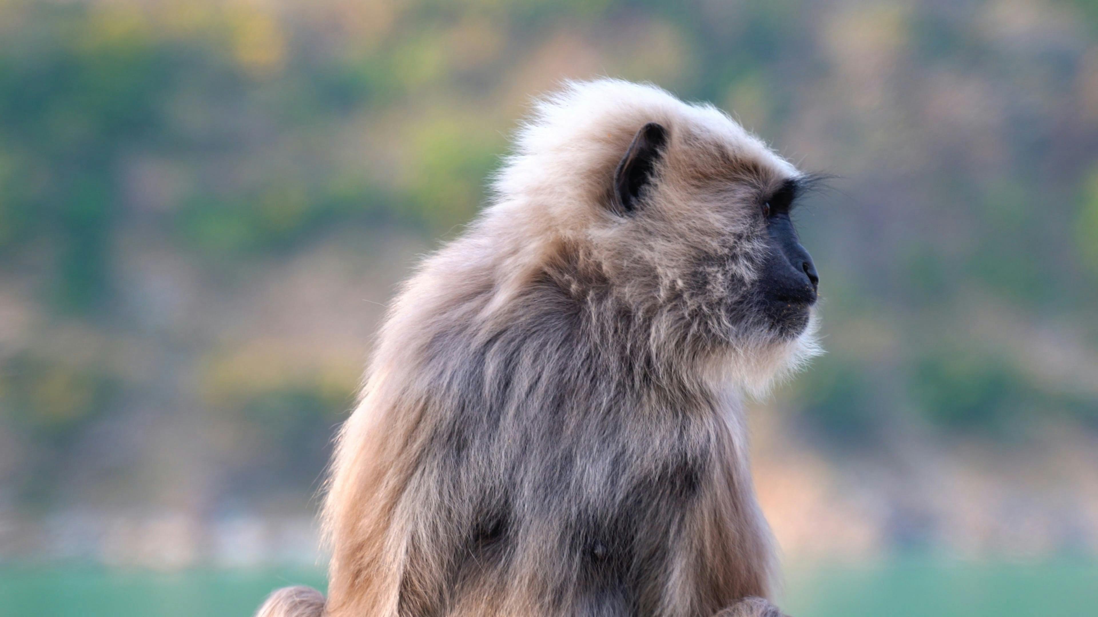 Gray Langur Close up · Free Stock Video