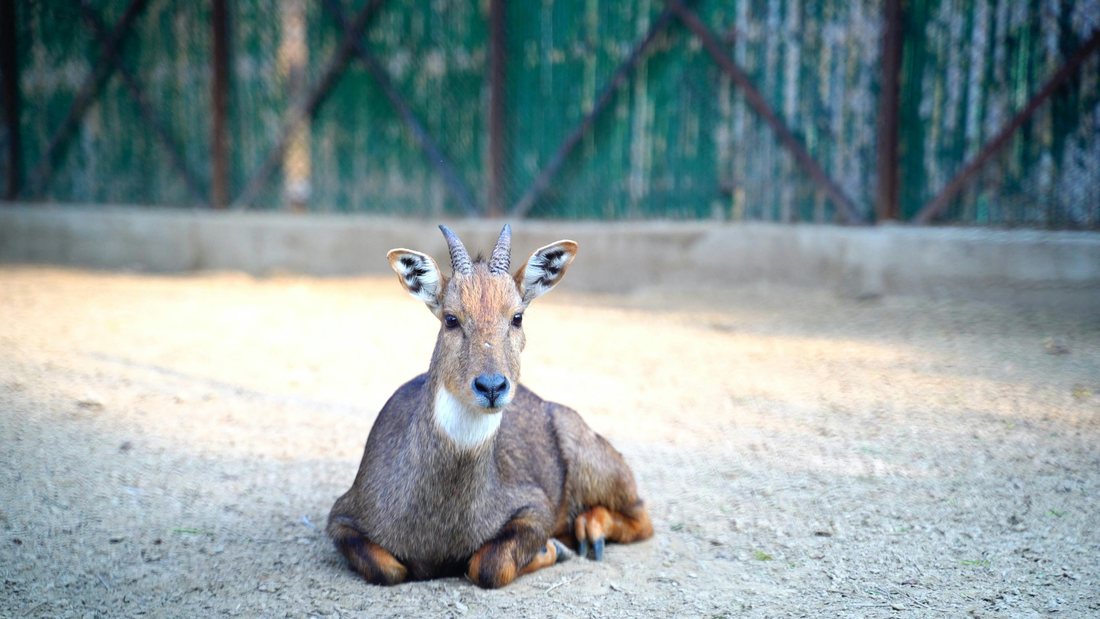 Zoo Pastoral Videos, Download The BEST Free 4k Stock Video Footage ...