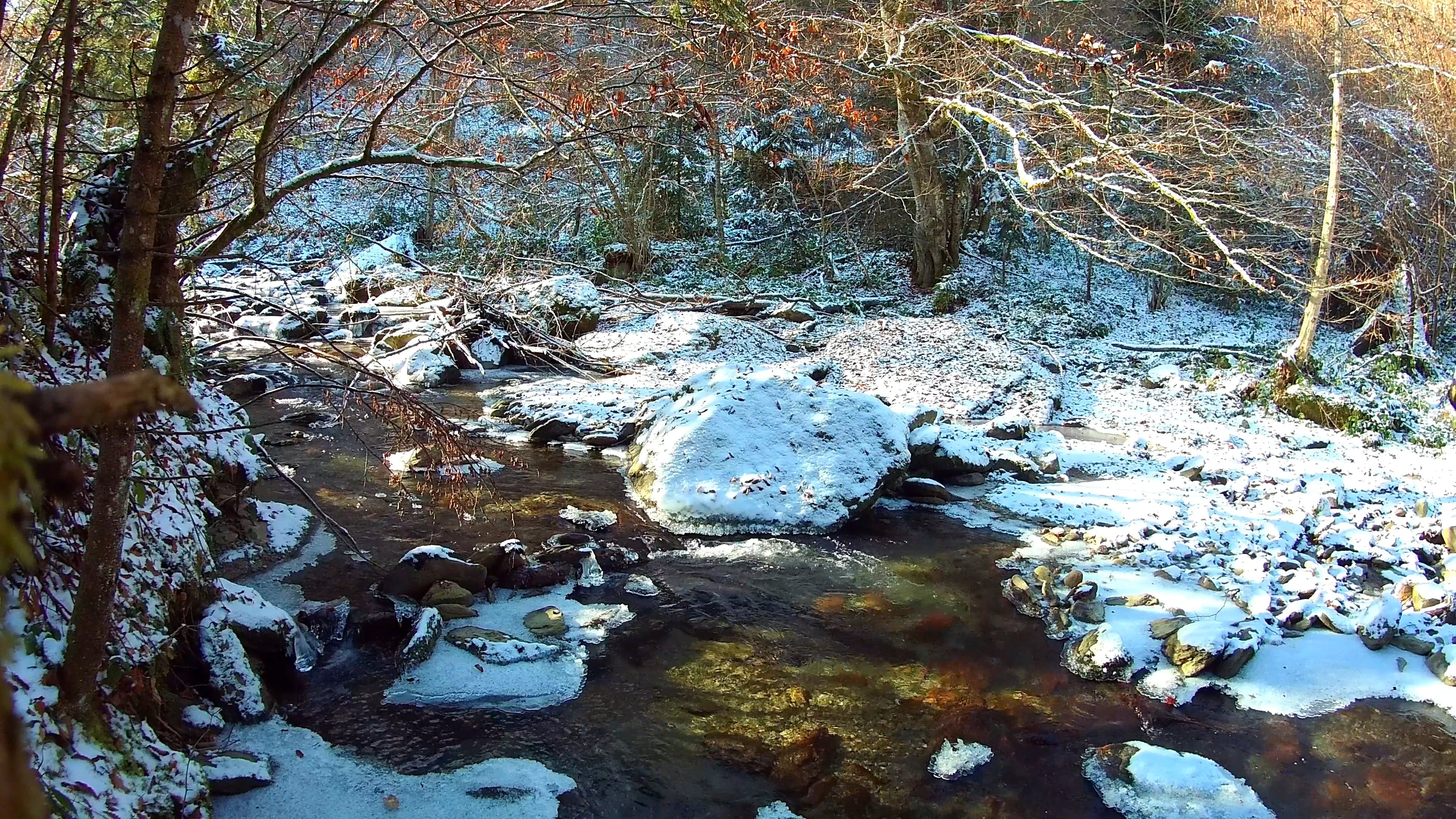 Wide Forest River Free Stock Video Footage, Royalty-Free 4K & HD Video Clip