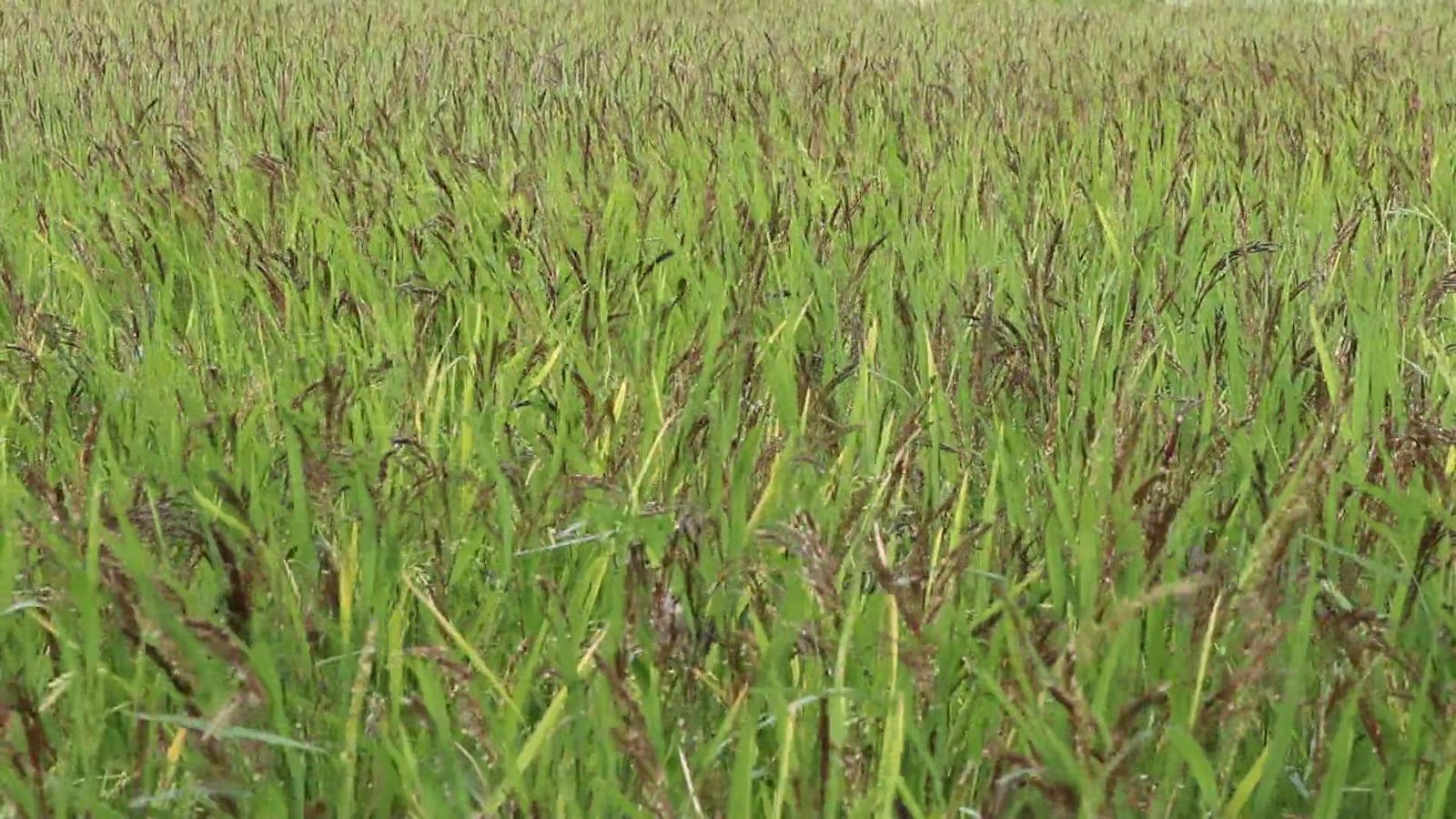 Paddy Cultivation Fertilizer Videos, Download Free 4k Stock Video ...