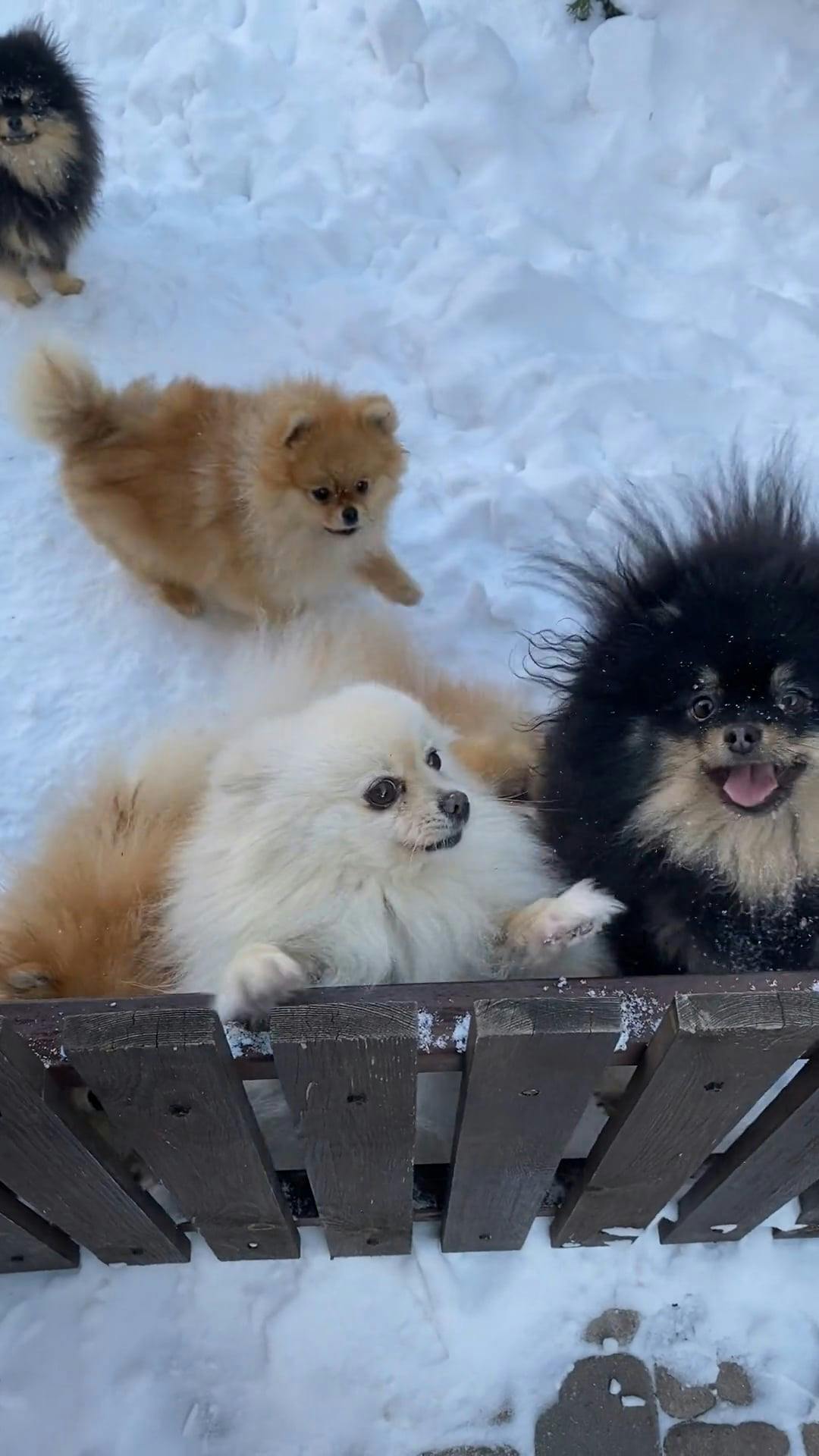 Los mejores 2000+ vídeos de Perritos · Banco de Imágenes Gratis ...