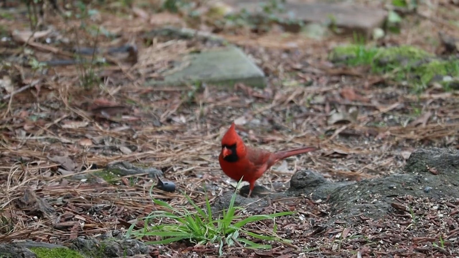 Cardinal Videos, Download The BEST Free 4k Stock Video Footage ...