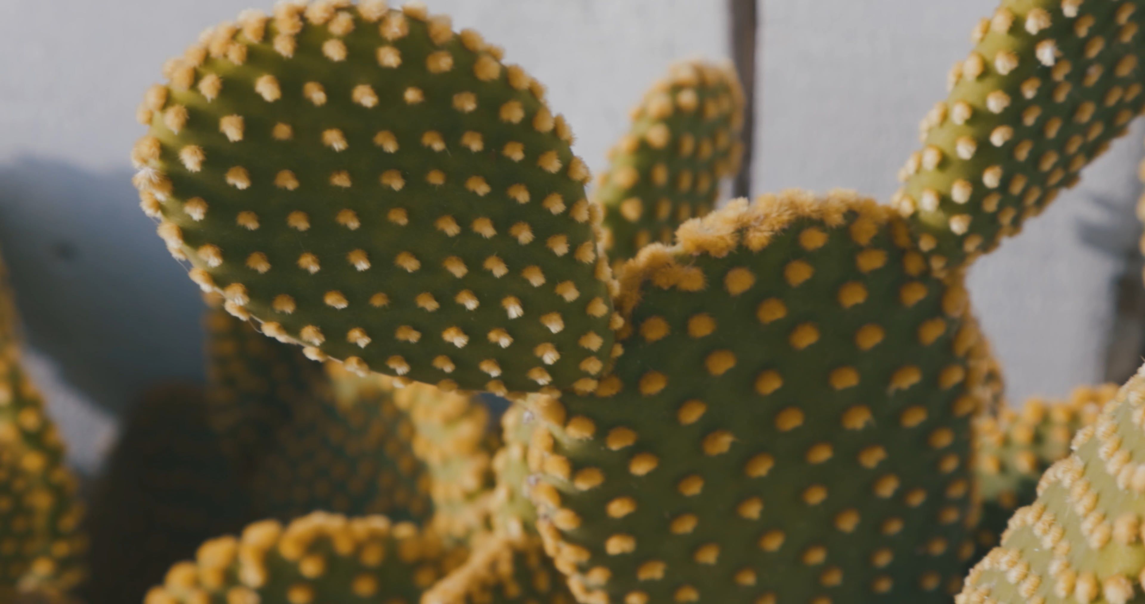 Close-Up of a Cactus · Free Stock Video