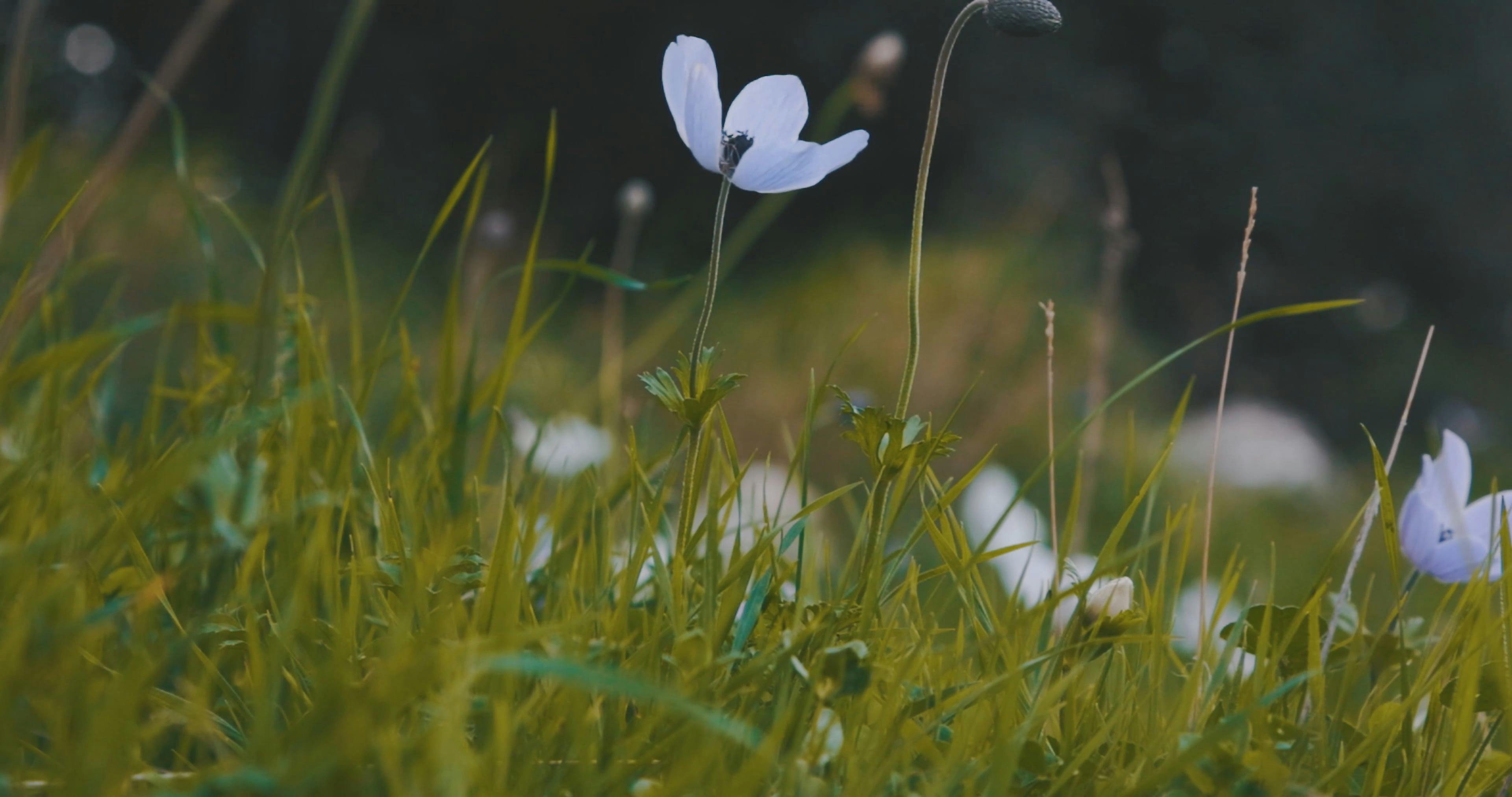 Plucking a Flower Free Stock Video Footage, Royalty-Free 4K & HD Video Clip