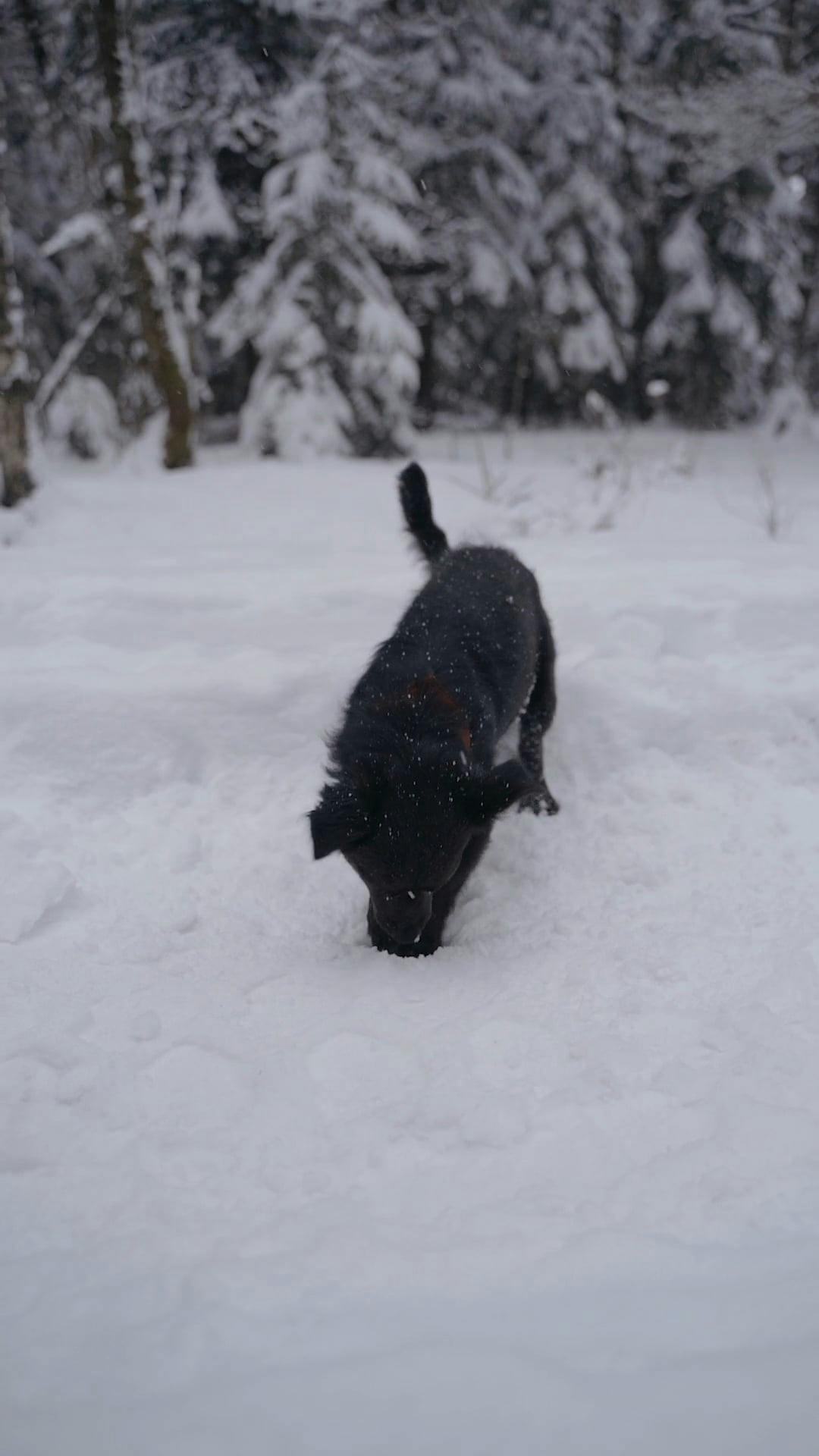 Dog Digging in Snow Free Stock Video Footage, Royalty-Free 4K & HD ...