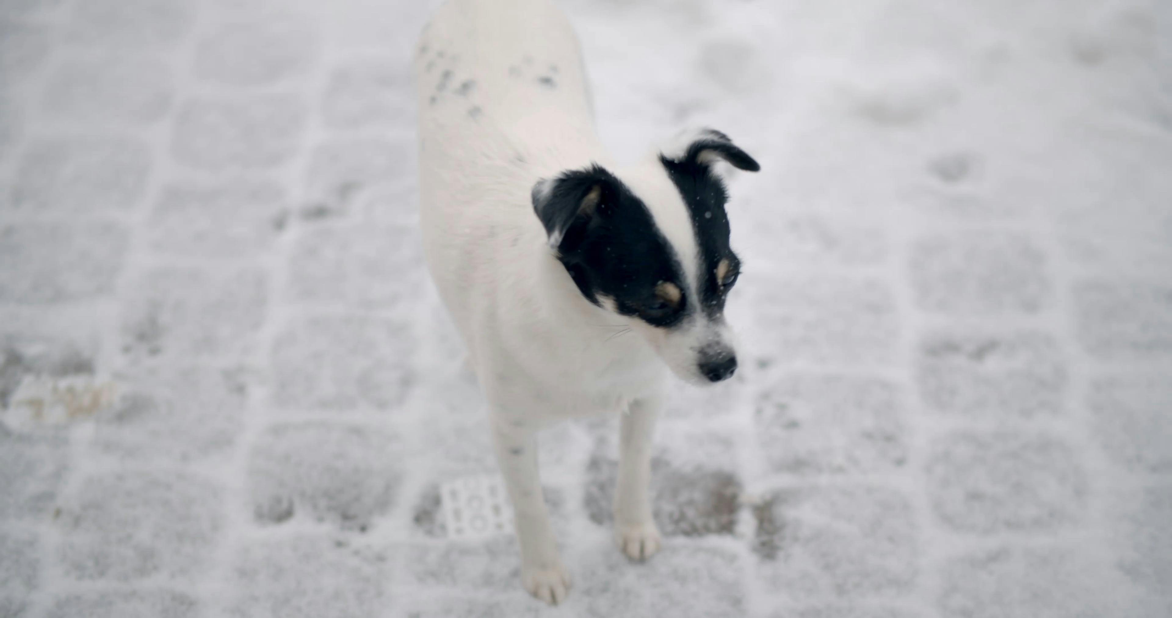 A Pet Dog Wandering On A Camera · Free Stock Video