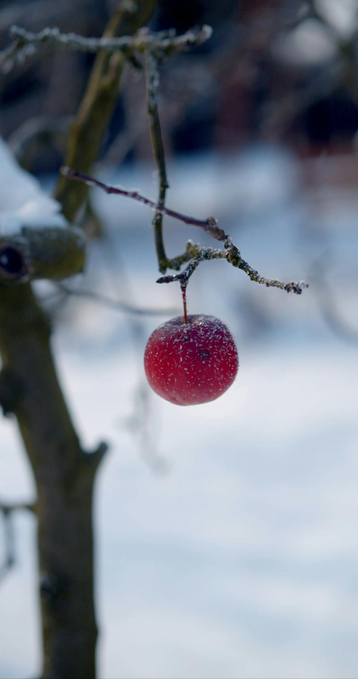 Apple Falling From Tree Videos, Download The BEST Free 4k Stock Video ...