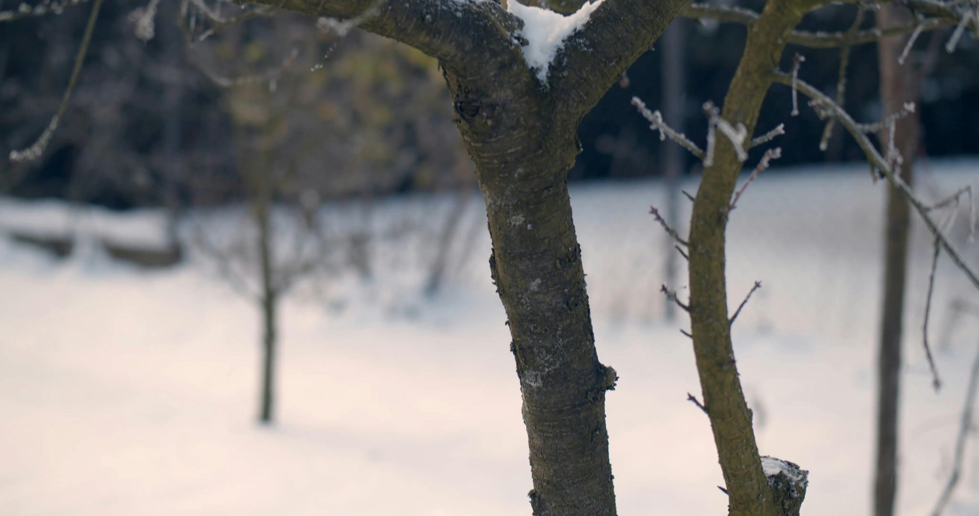 Snow-Covered Forest Branch in Winter Free Stock Video Footage, Royalty ...