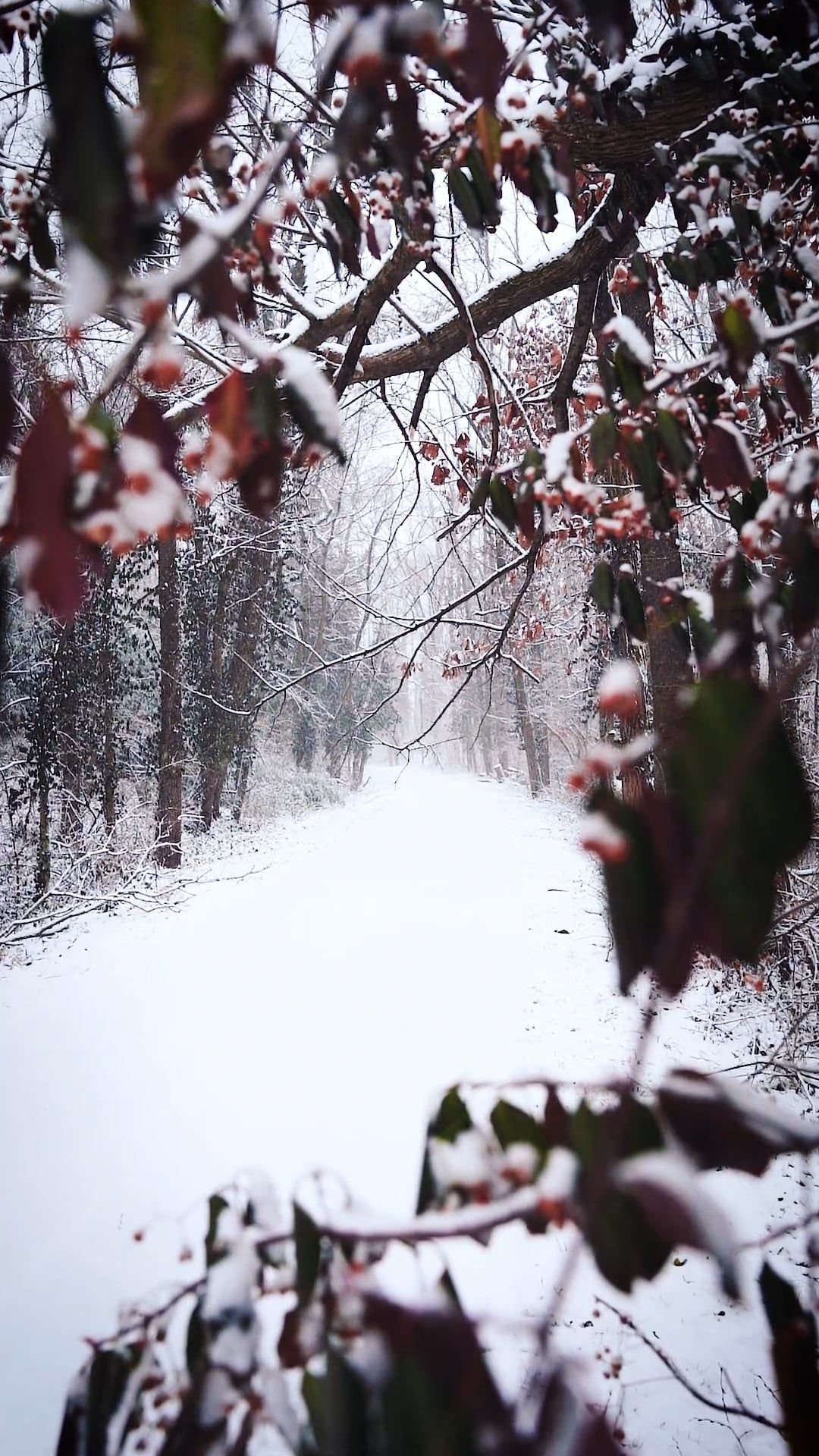 Snow Falling in the Woods · Free Stock Video