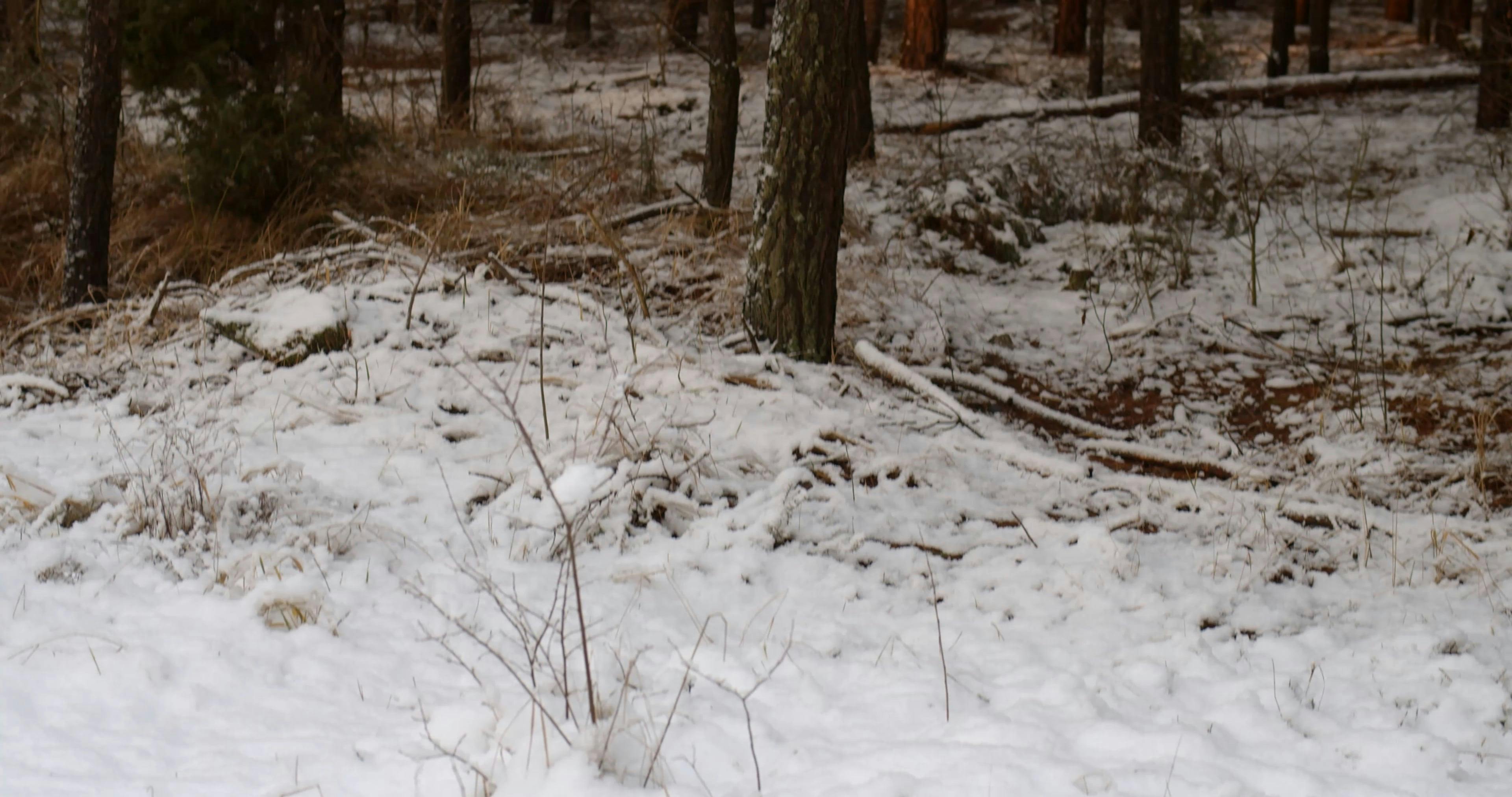 Pine Barrens Videos, Download The BEST Free 4k Stock Video Footage & Pine Barrens HD Video Clips