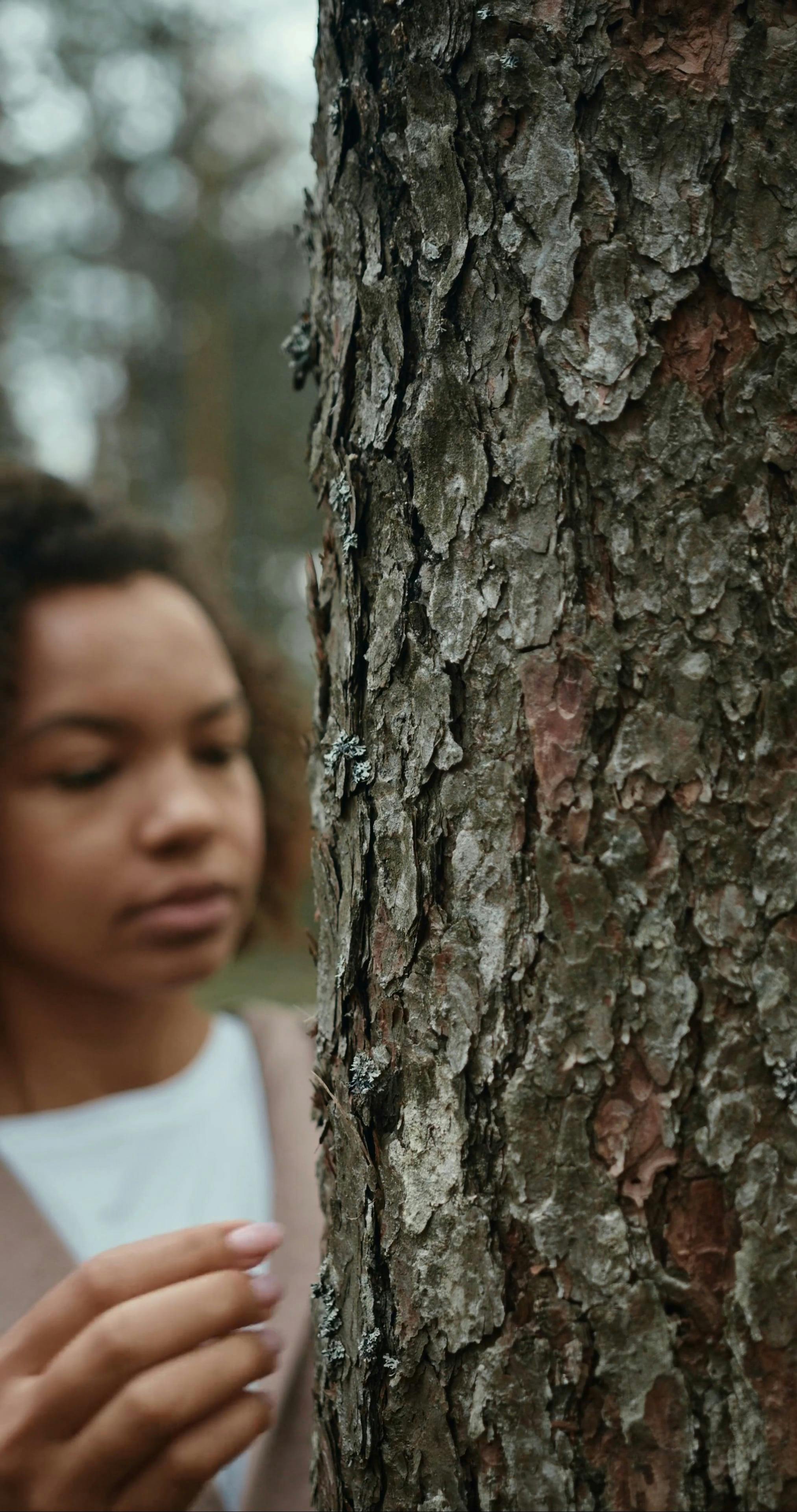 Measuring Trees Videos, Download The BEST Free 4k Stock Video Footage ...