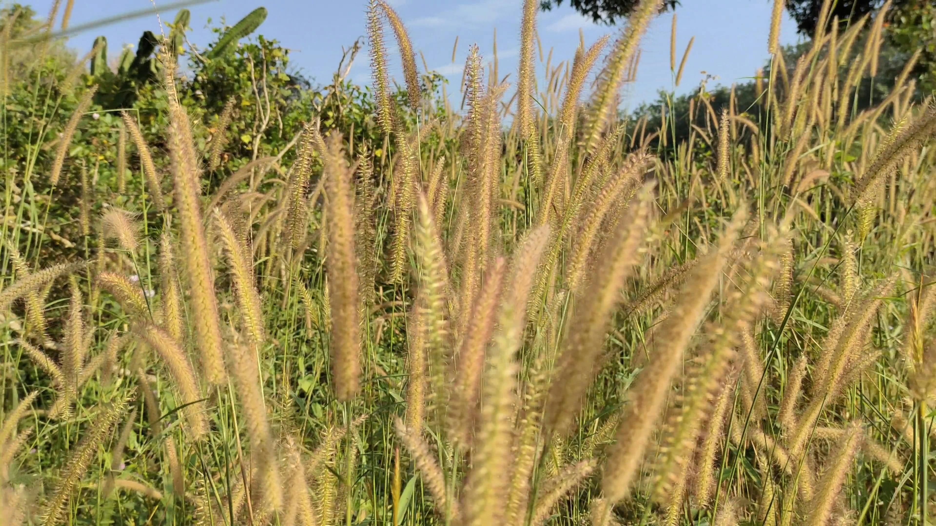 Foxtail Millet Videos, Download The BEST Free 4k Stock Video Footage ...