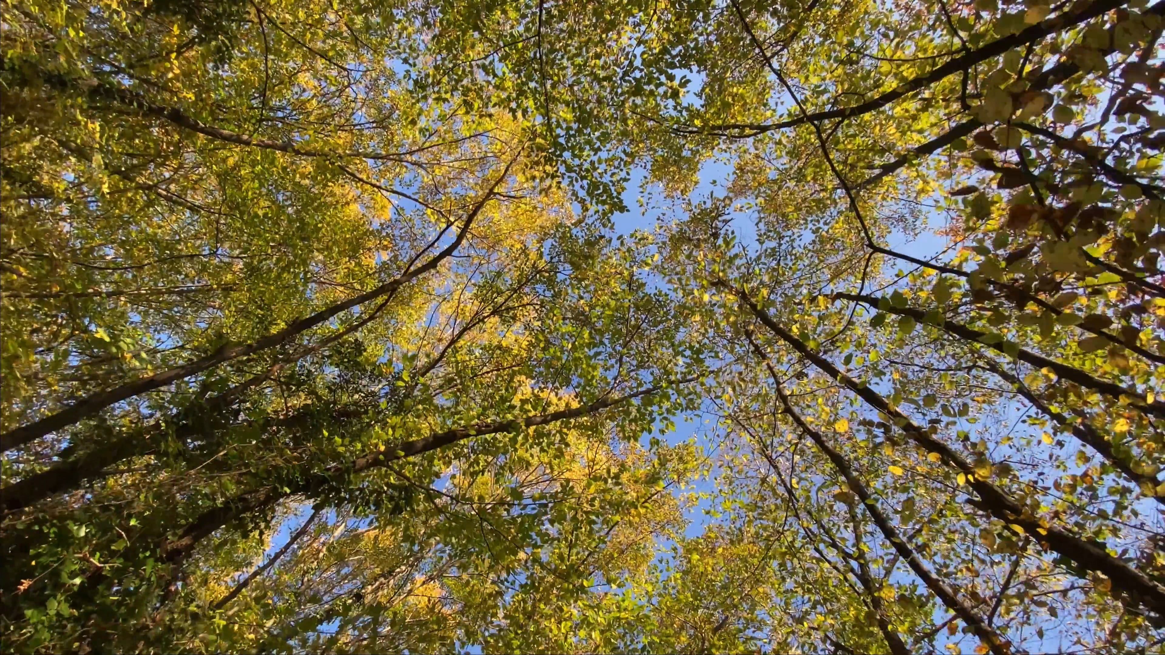 Photos Of Logs Videos, Download The BEST Free 4k Stock Video Footage ...