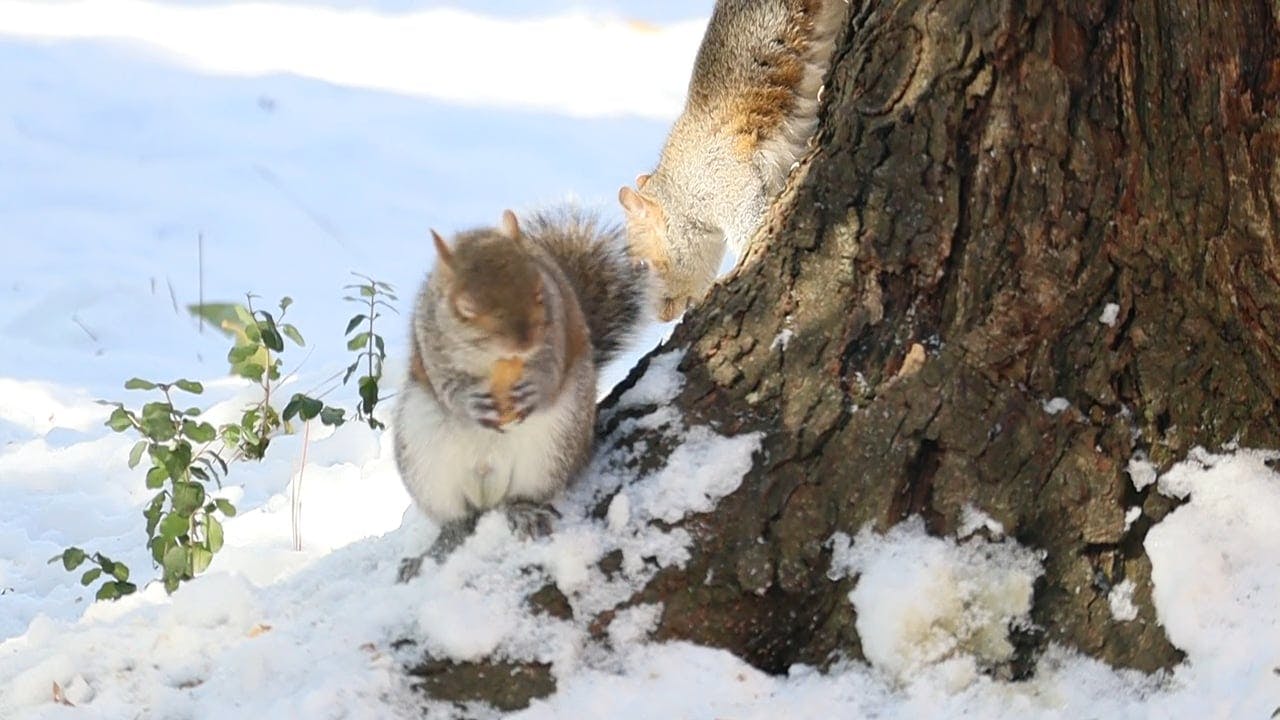 Snow Creatures Videos, Download The BEST Free 4k Stock Video Footage ...
