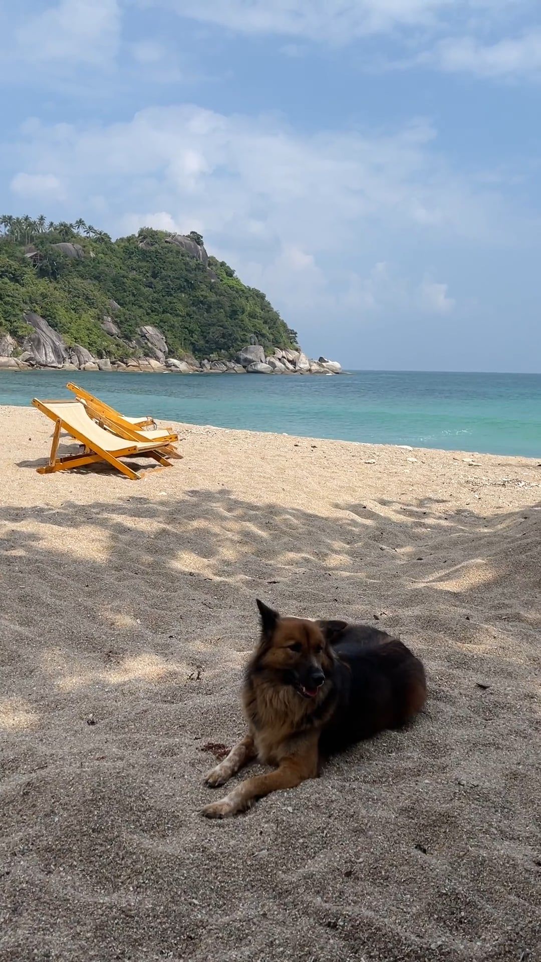 Sandy Dog Videos, Download The BEST Free 4k Stock Video Footage & Sandy ...