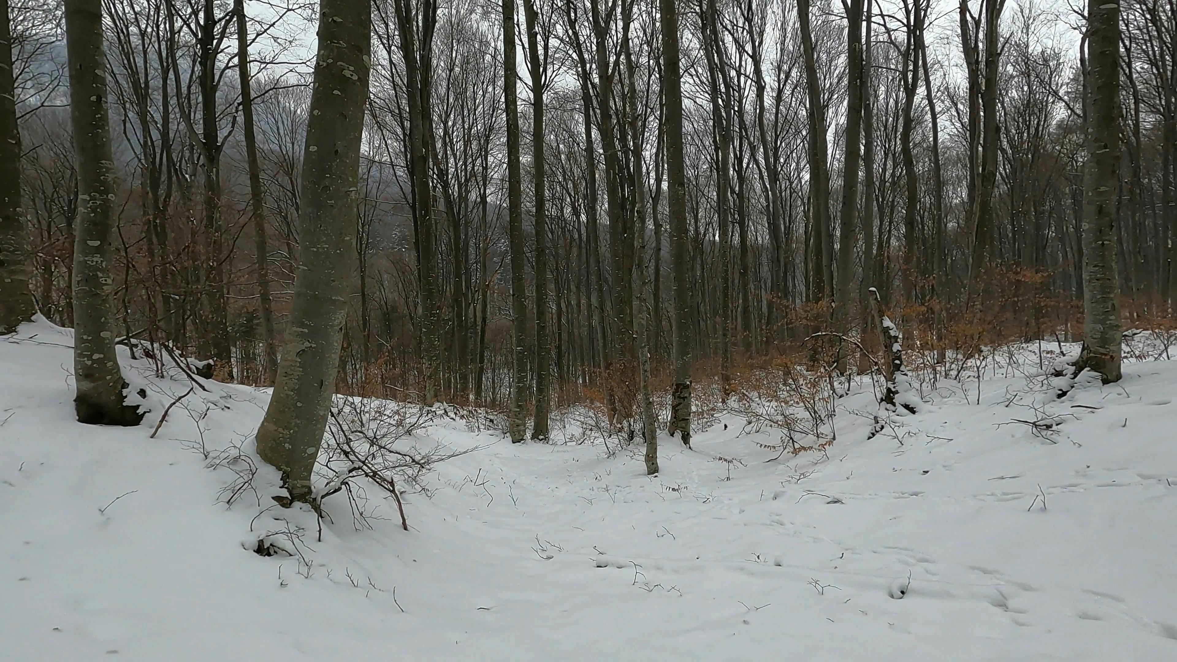 Snow Covered Land and Trees in the Forest · Free Stock Video