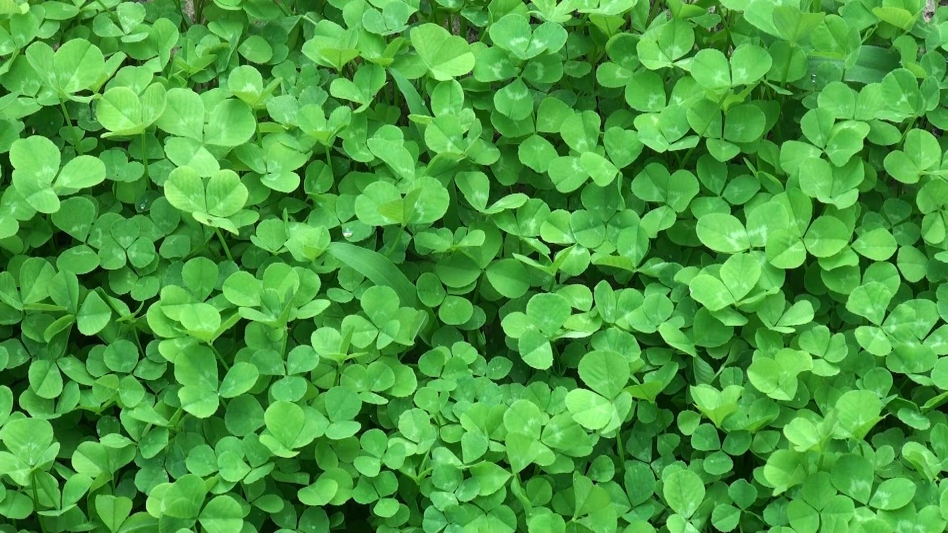 Clover Plant Growing on a Tree Root Free Stock Video Footage, Royalty ...