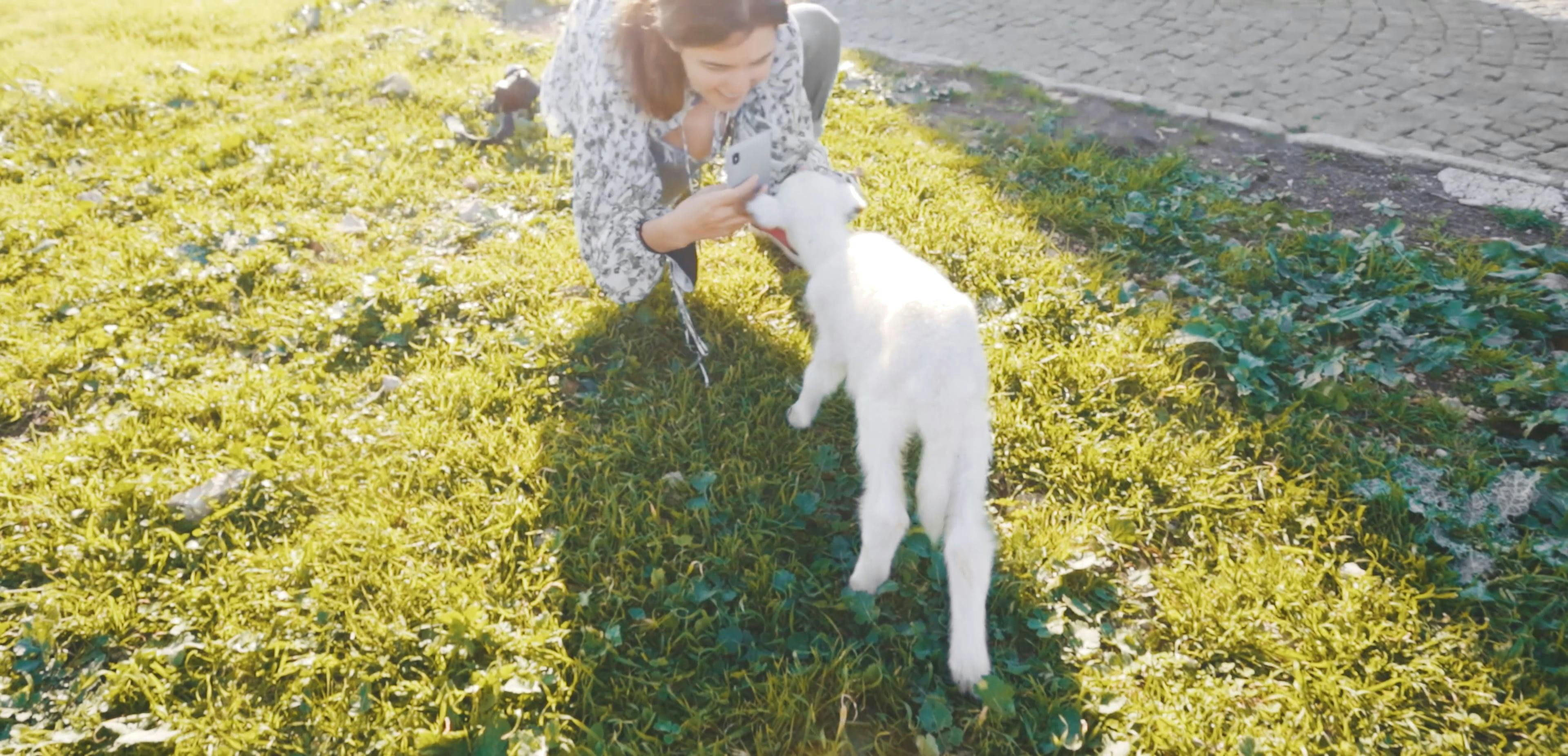 Goat Shadow Videos, Download The BEST Free 4k Stock Video Footage ...