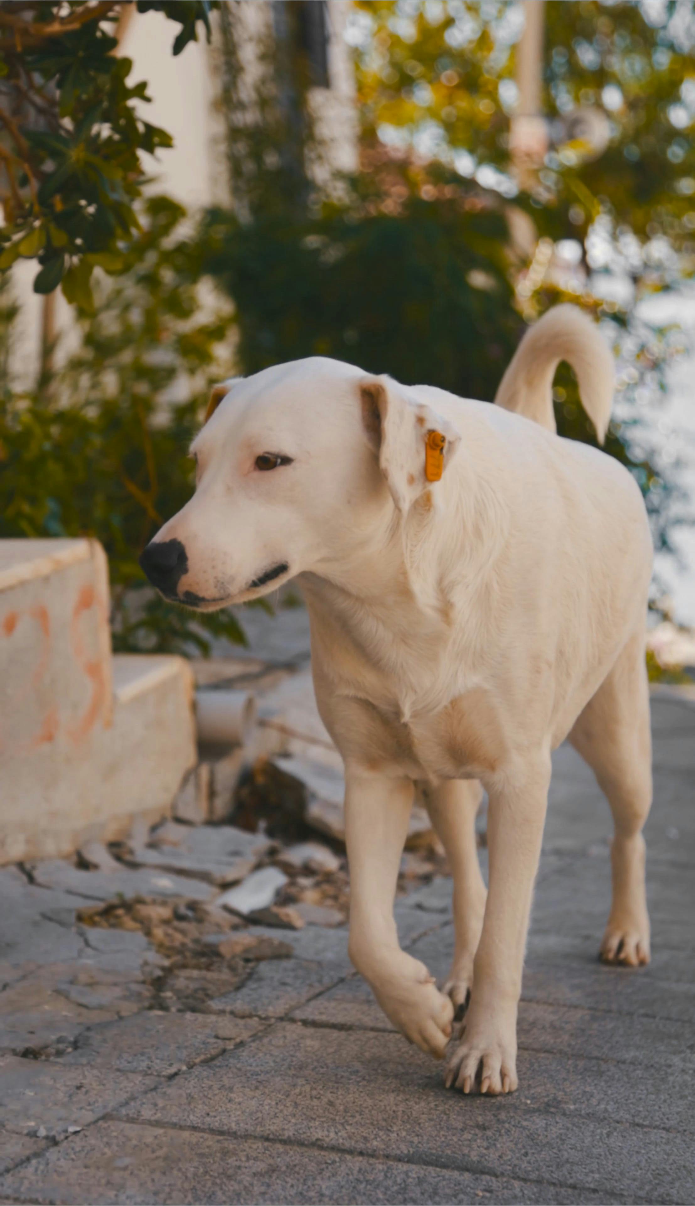 A Dog Walking Towards the Camera · Free Stock Video