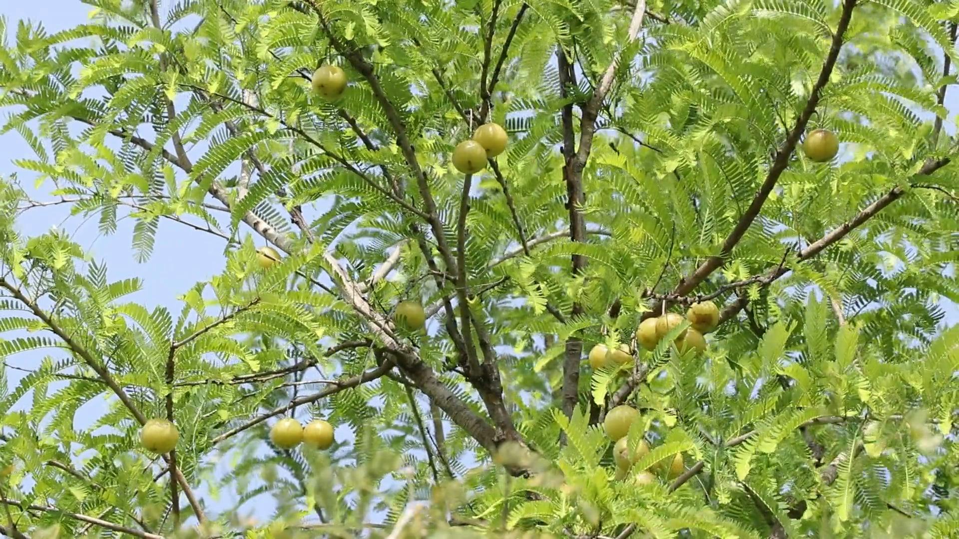 Amla Tree Videos, Download The BEST Free 4k Stock Video Footage & Amla ...