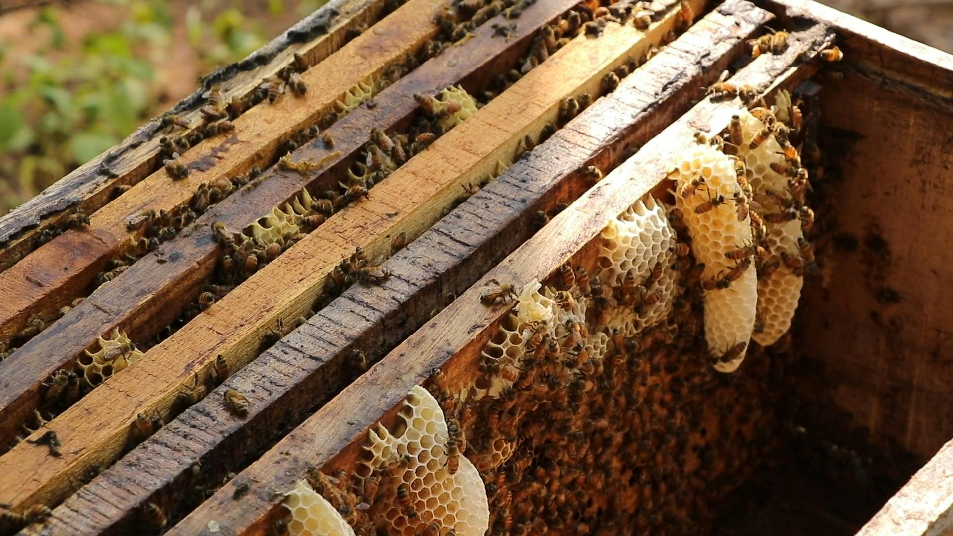 Propolis Videos, Download The BEST Free 4k Stock Video Footage ...