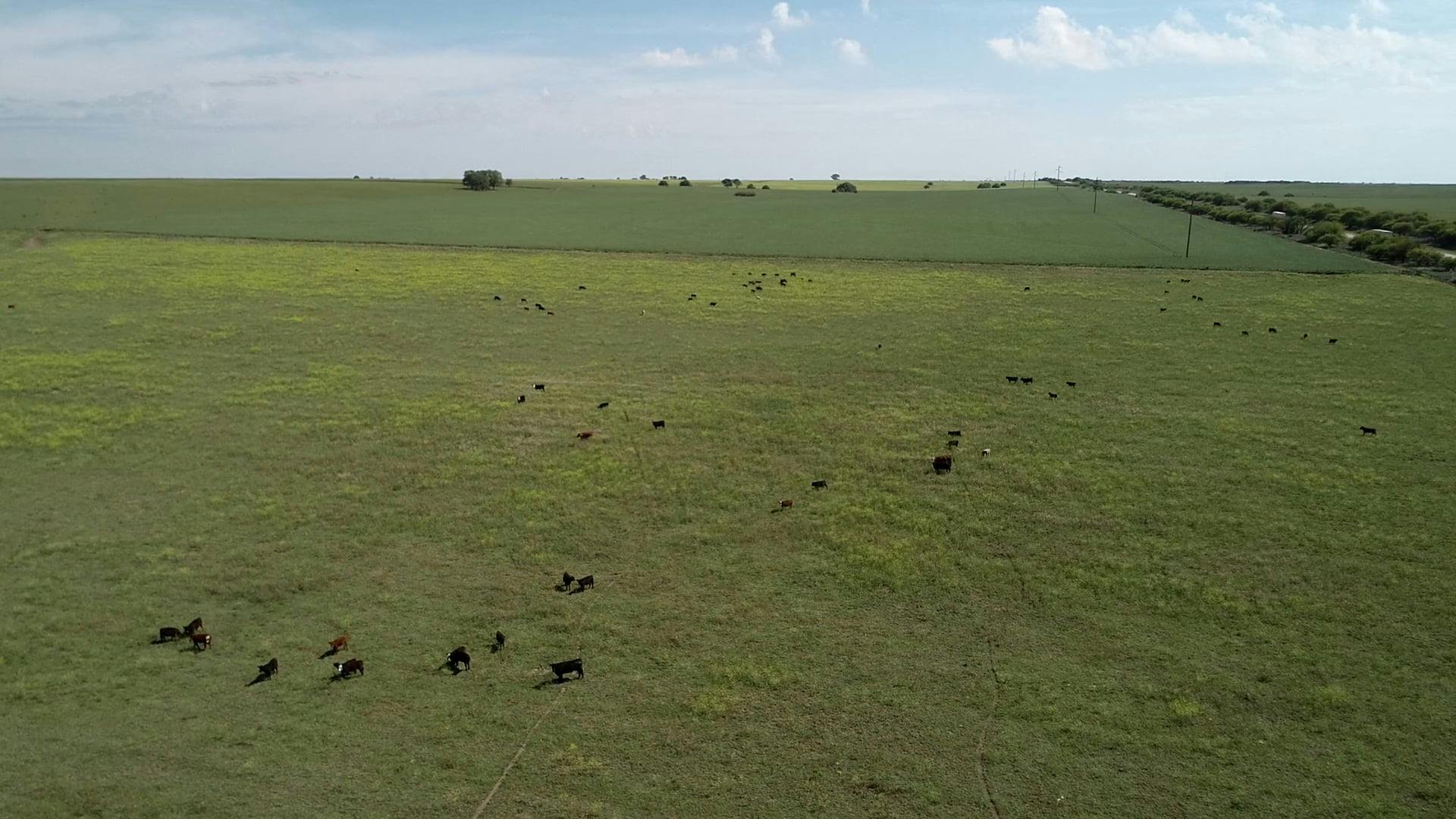 Cows Running Videos, Download The BEST Free 4k Stock Video Footage ...