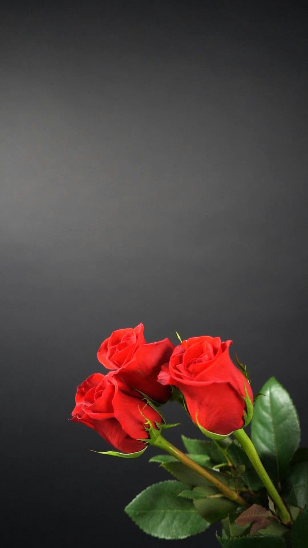 Three Red Roses · Free Stock Video