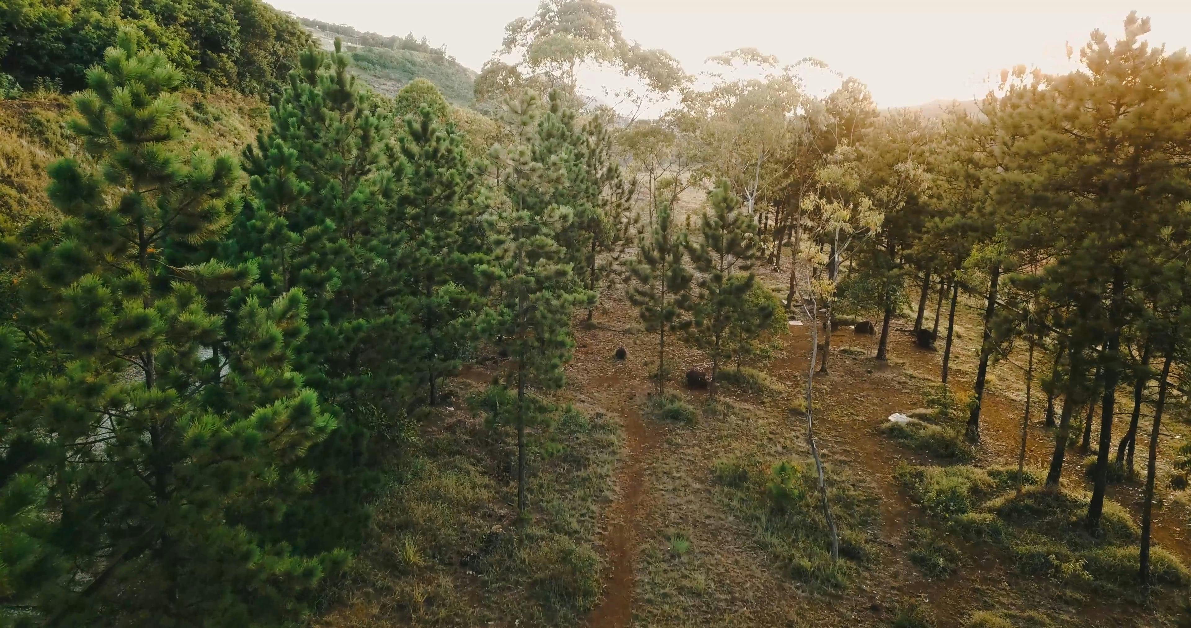 Aerial Shot of Trees · Free Stock Video