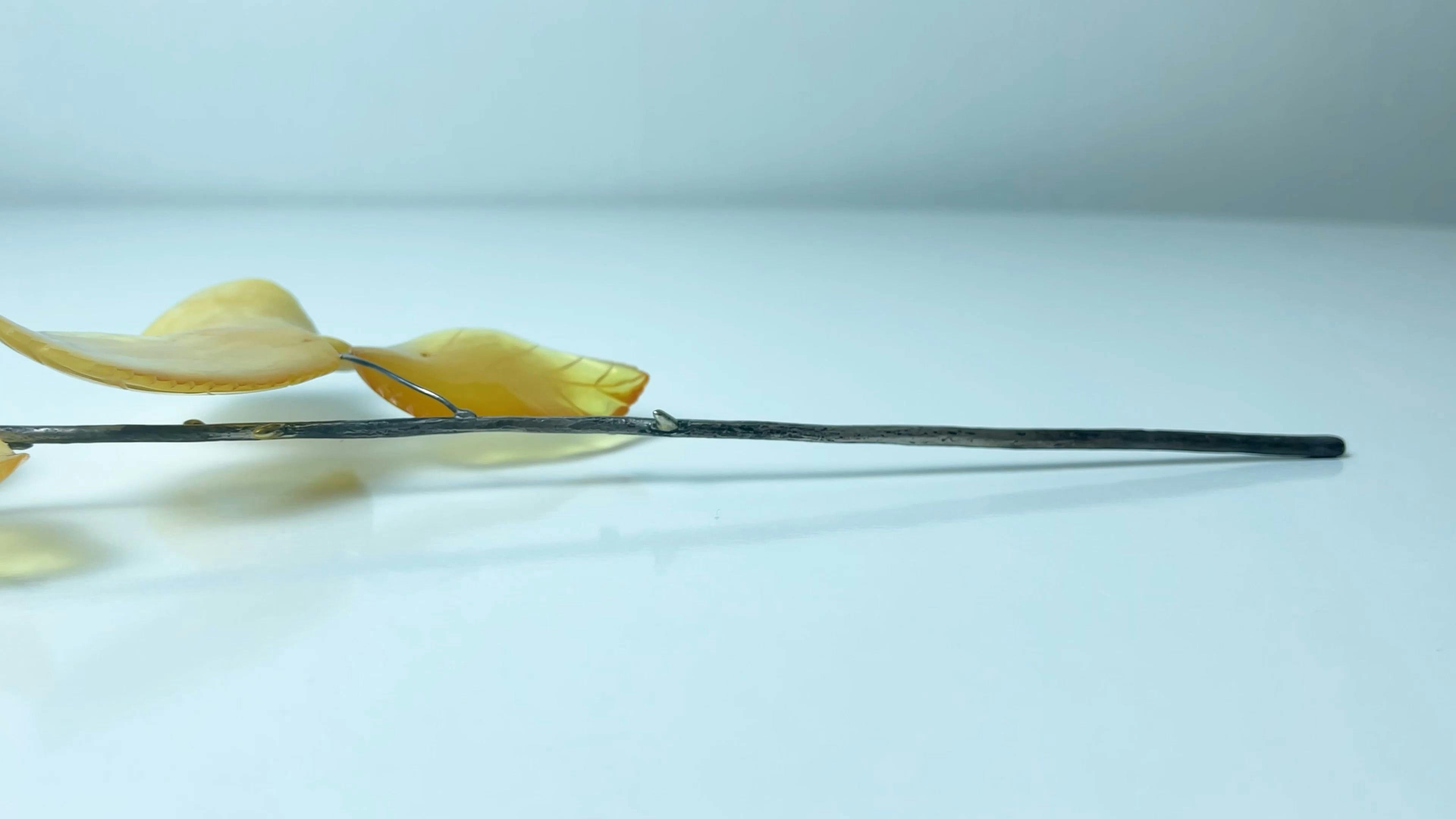 Amber Flower Videos, Download The BEST Free 4k Stock Video Footage ...