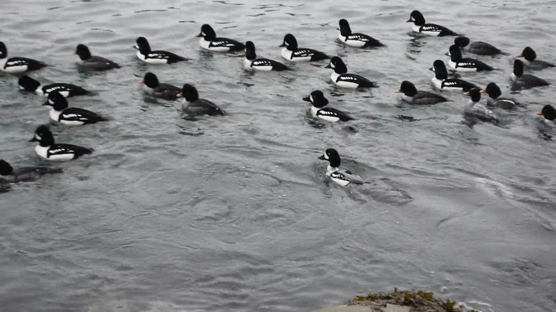 Puffin Videos, Download The BEST Free 4k Stock Video Footage & Puffin ...