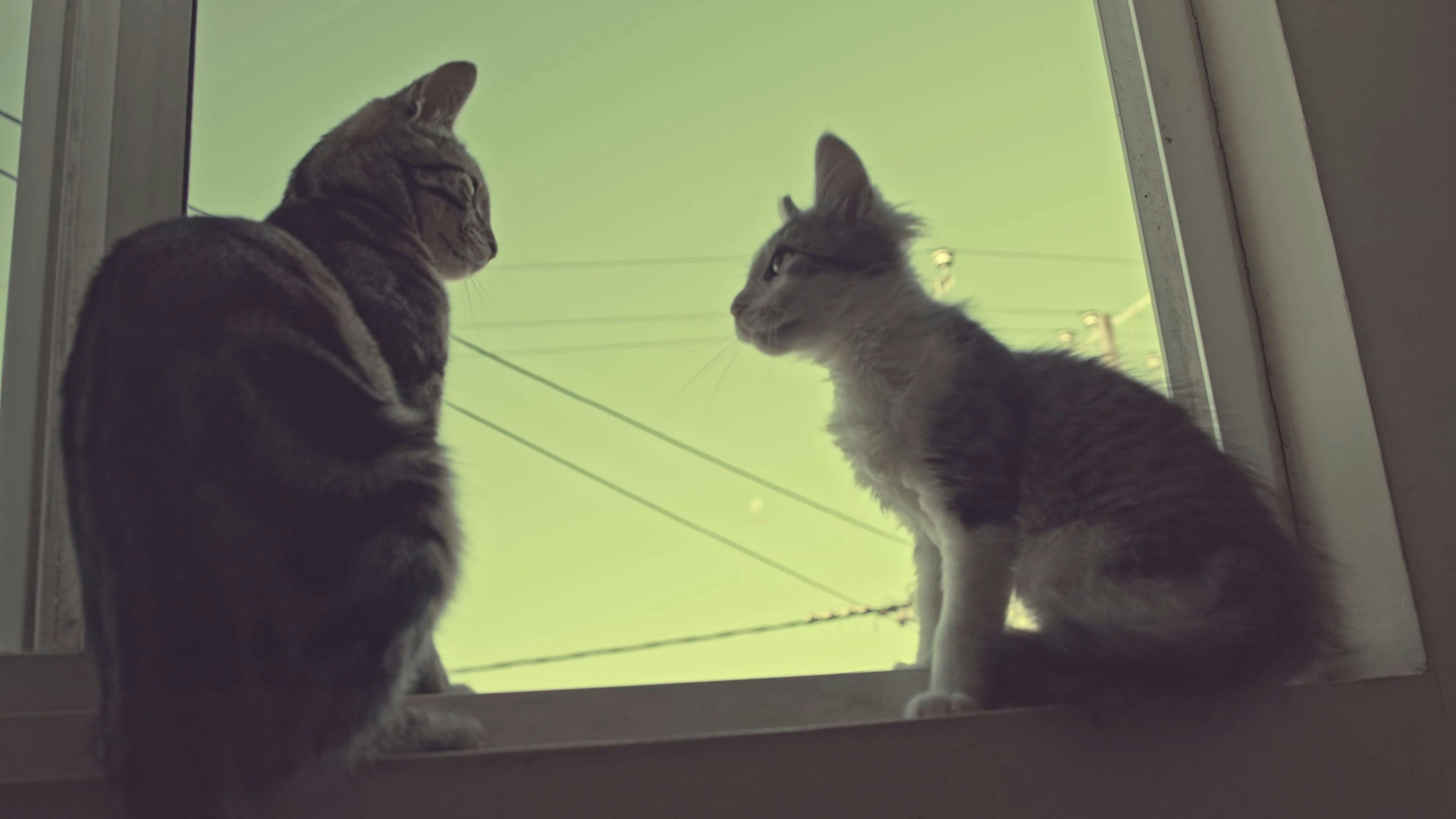 Cats Sitting Beside the Window · Free Stock Video
