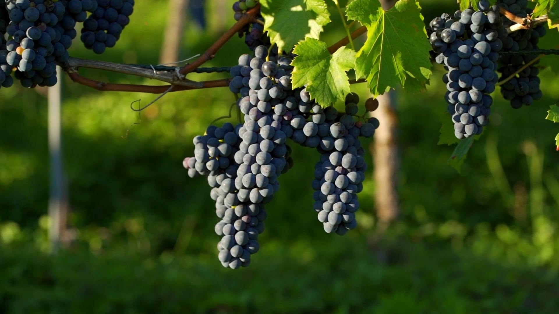 Grapes Farm Videos, Download The BEST Free 4k Stock Video Footage ...