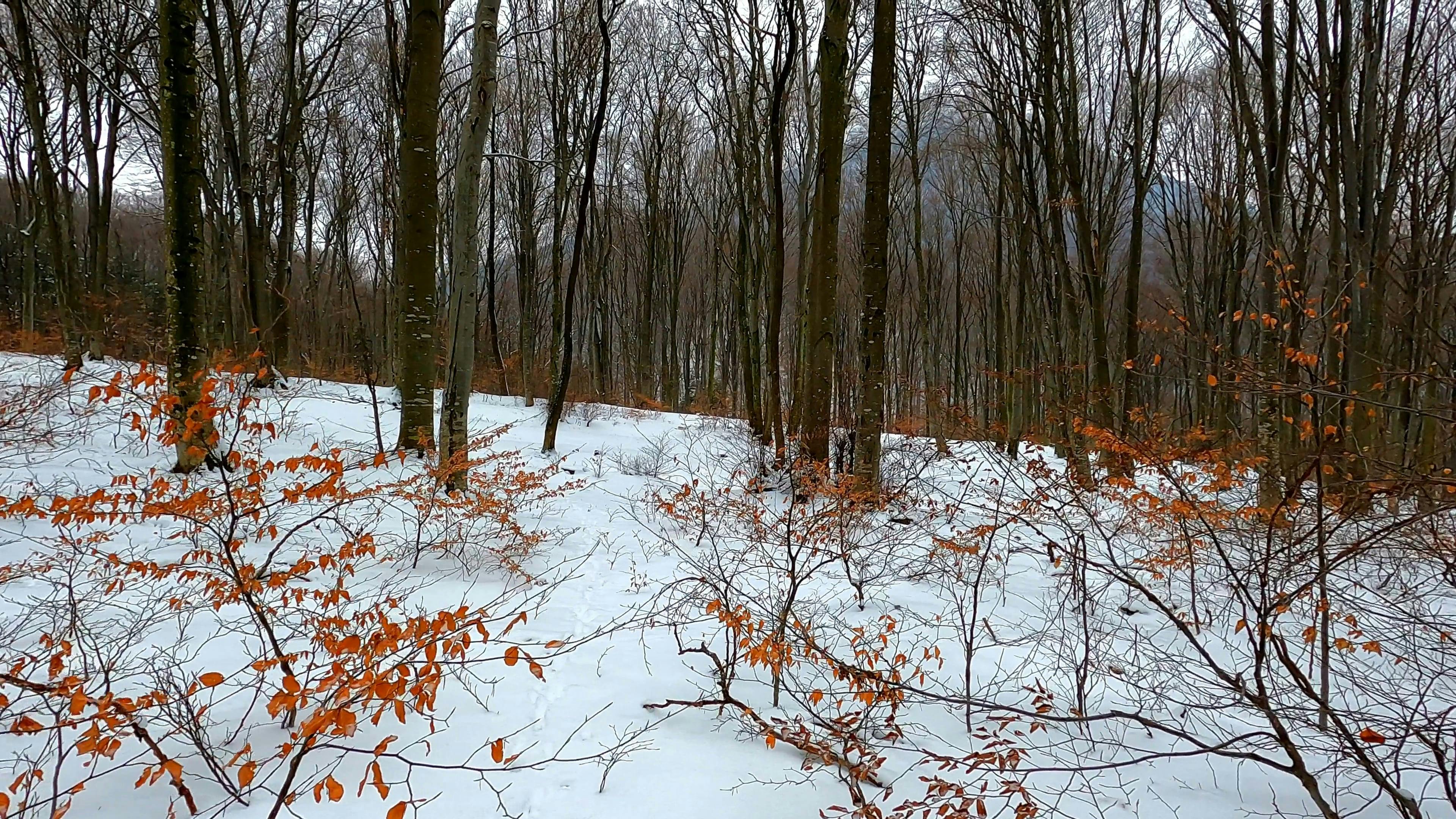 有关naturescape, snowclad, treescape, 上相, 催眠, 光秃秃的树木, 冬天寒冷, 冬季, 冬季仙境, 冰 ...