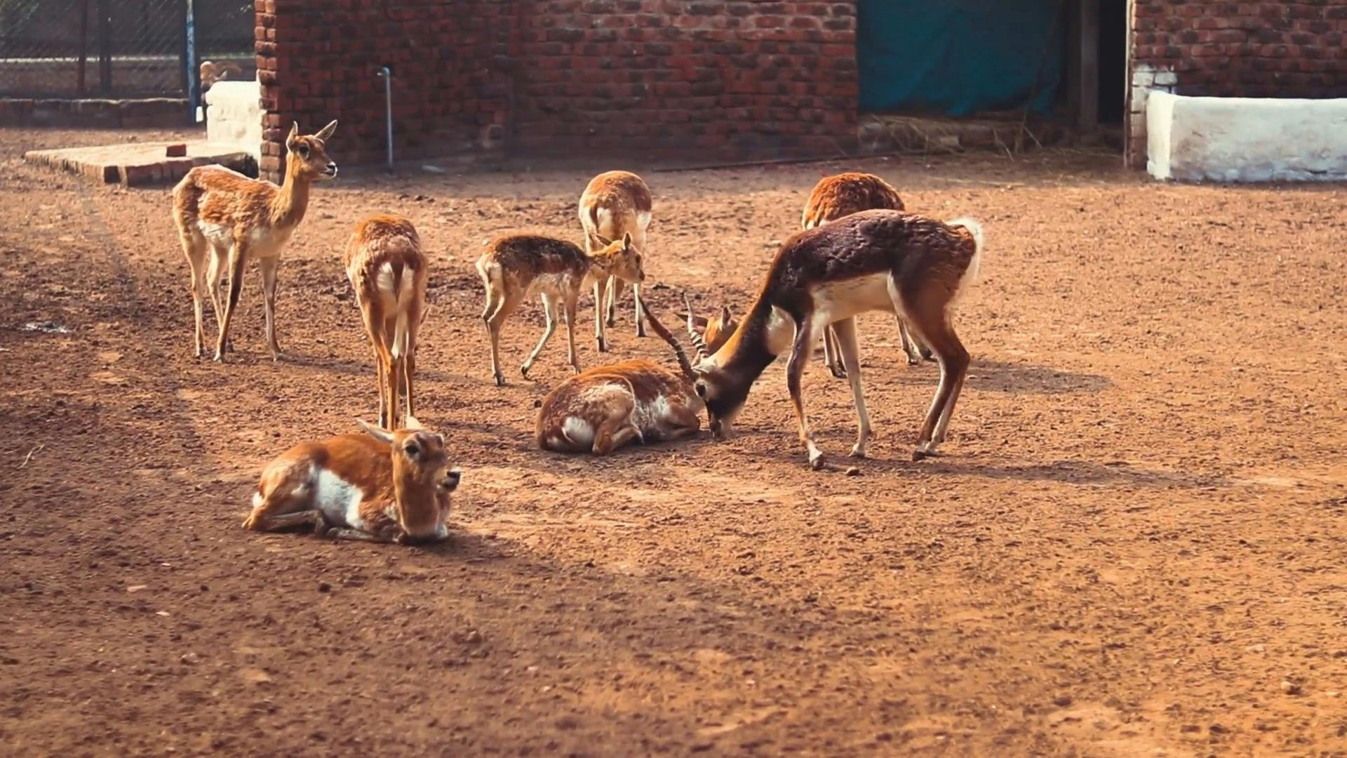 Buck And Doe Wallpaper Videos, Download The BEST Free 4k Stock Video ...