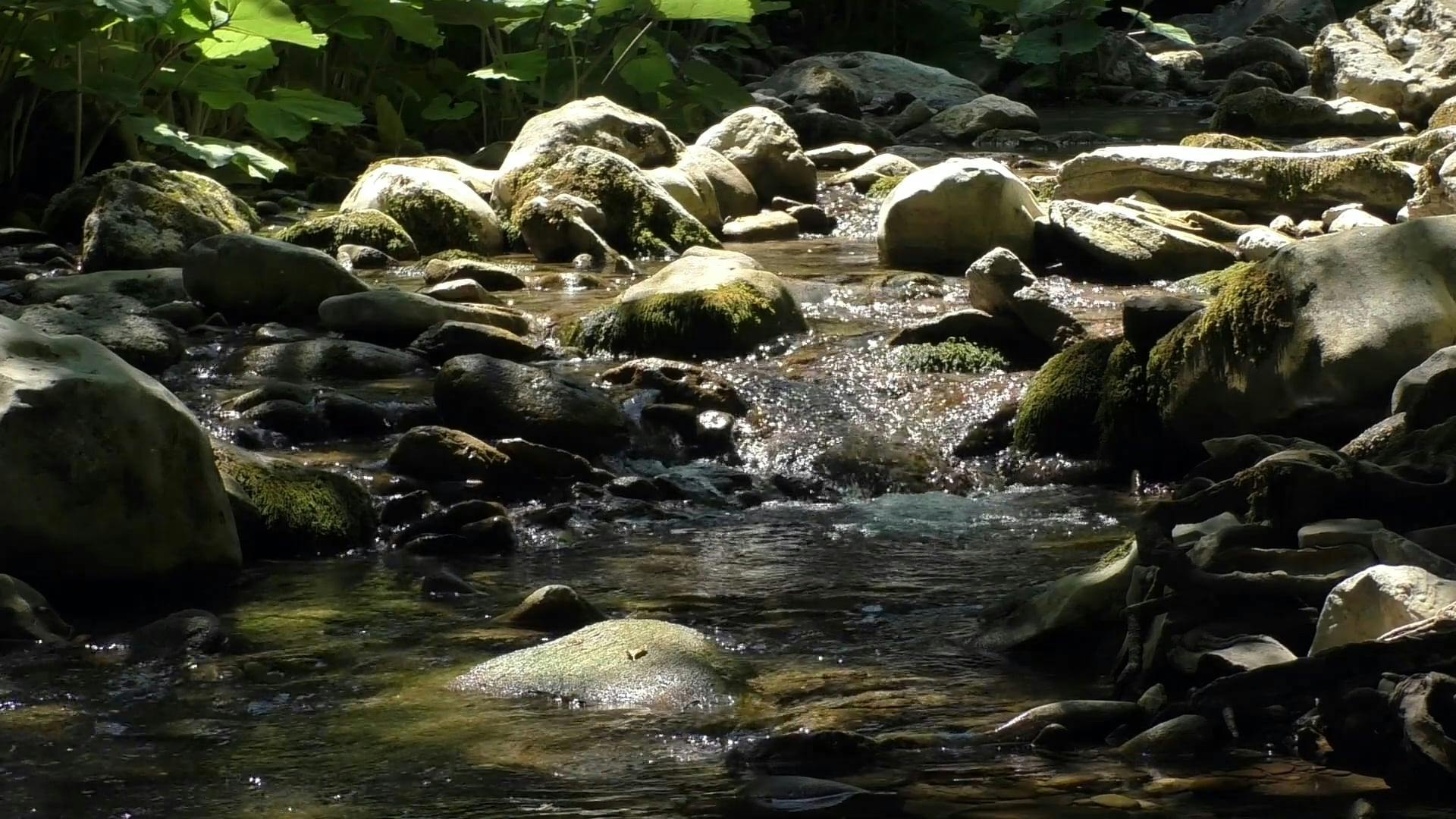 Forest Creek Flowing over Rocks · Free Stock Video