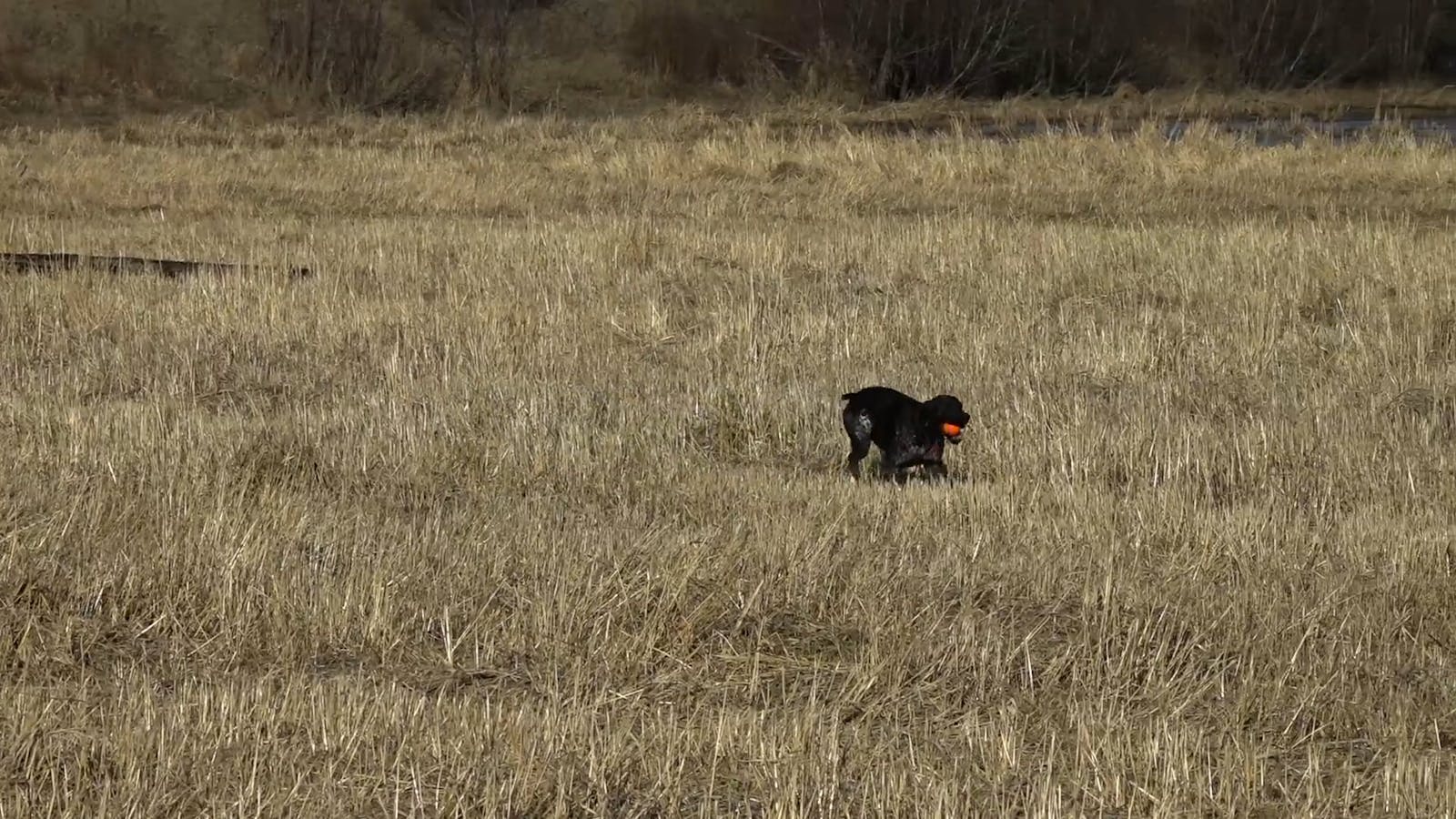 Dog Running Videos, Download The BEST Free 4k Stock Video Footage & Dog ...